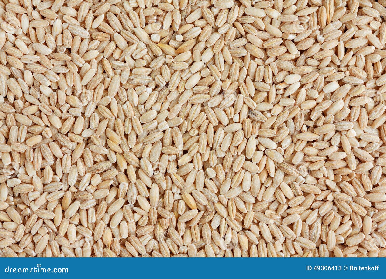 L'orge injecte le fond image stock. Image du céréale - 49306413
