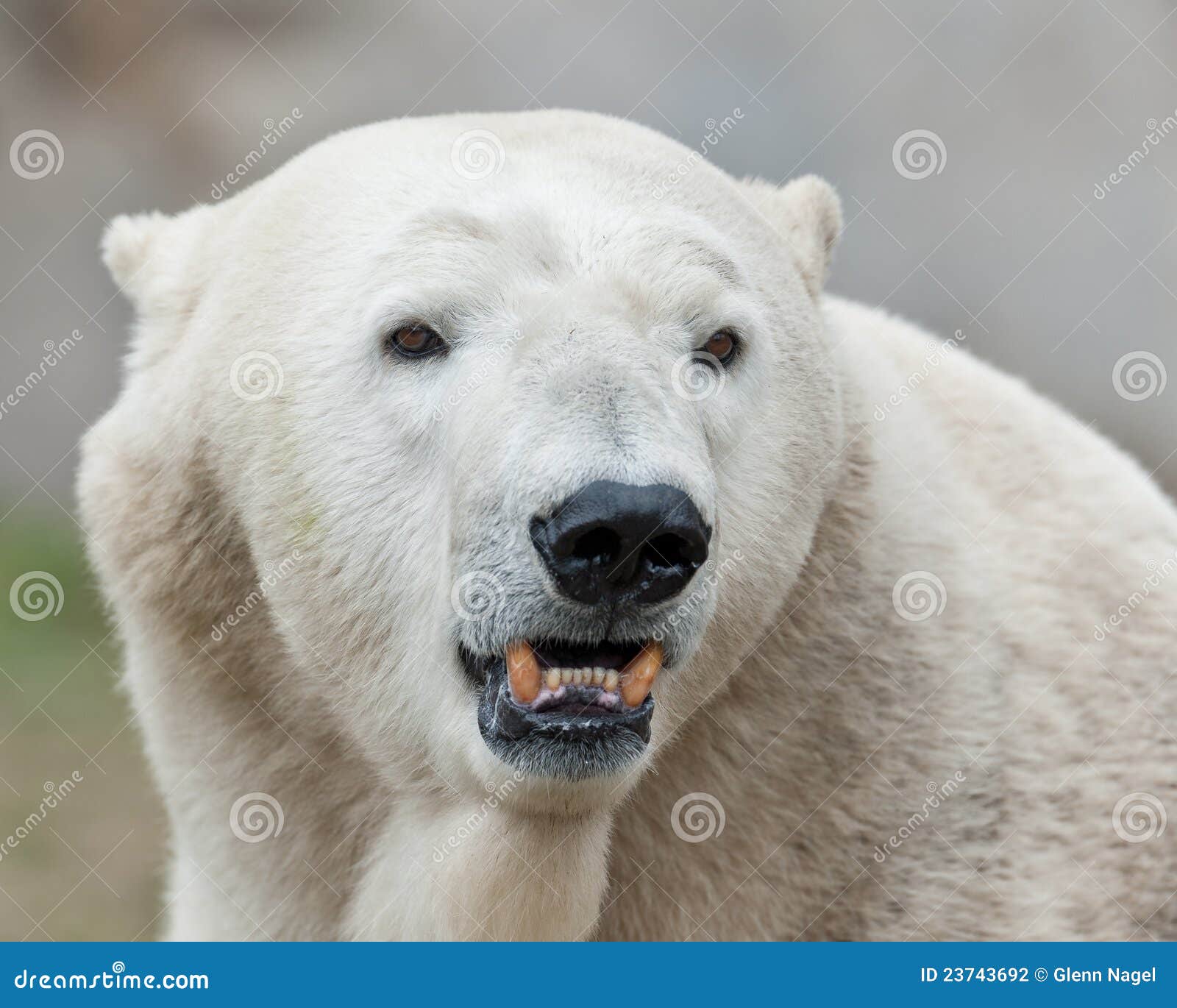L'orso Polare Mostra I Denti Fotografia Stock - Immagine di fronte ...