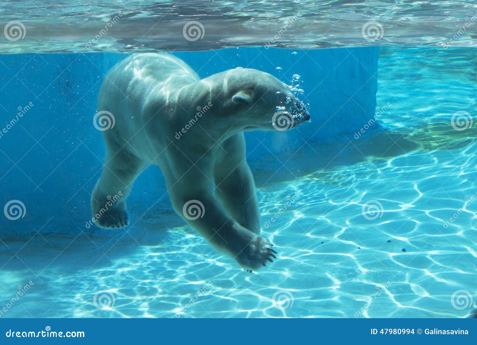 L'orso Polare Nuota Underwater Fotografia Stock - Immagine di orso ...
