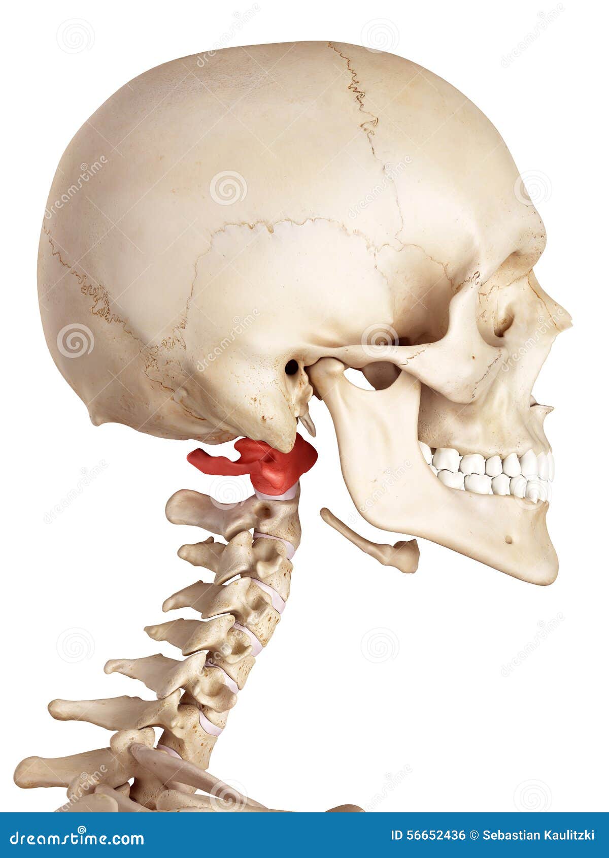 L'os D'atlas Illustration Stock - Image: 56652436