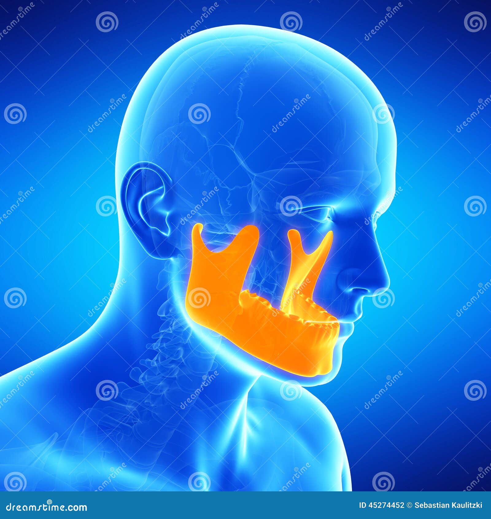 L'os de mâchoire illustration stock. Illustration du structure - 45274452