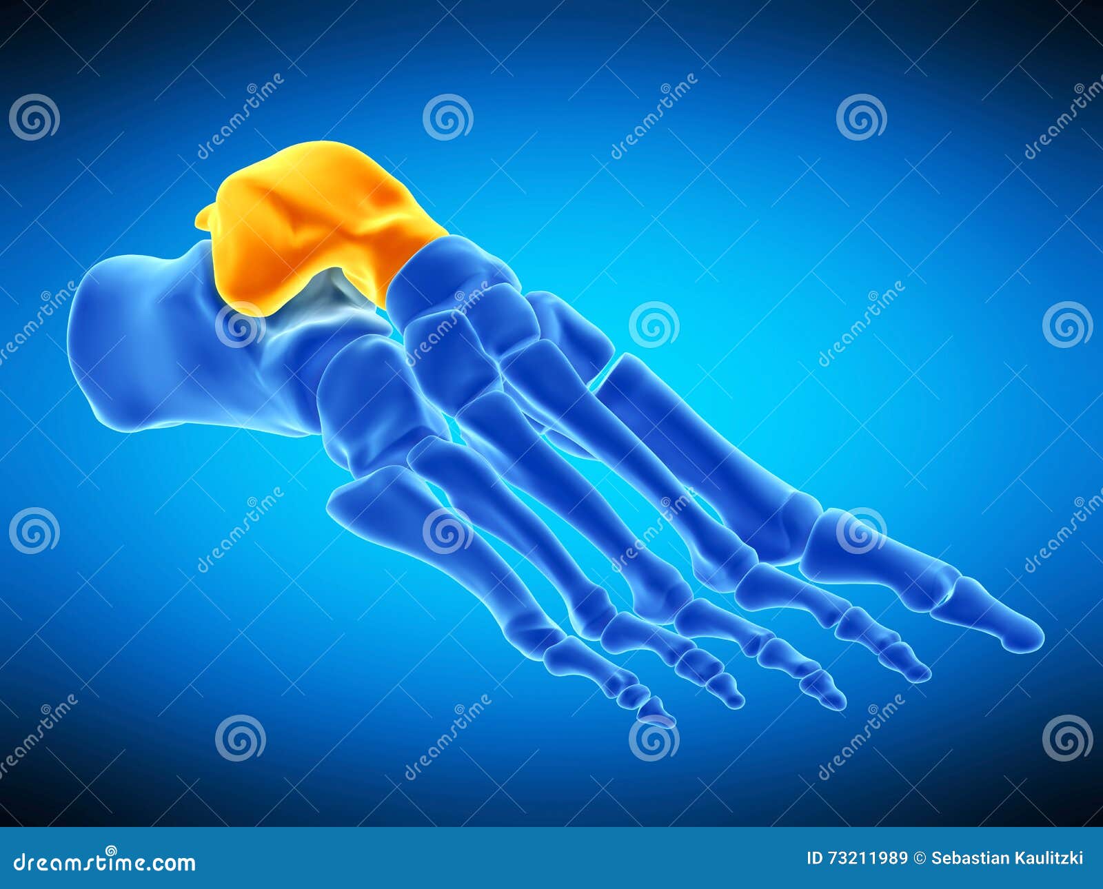 L'os de talus illustration stock. Illustration du physiologie - 73211989