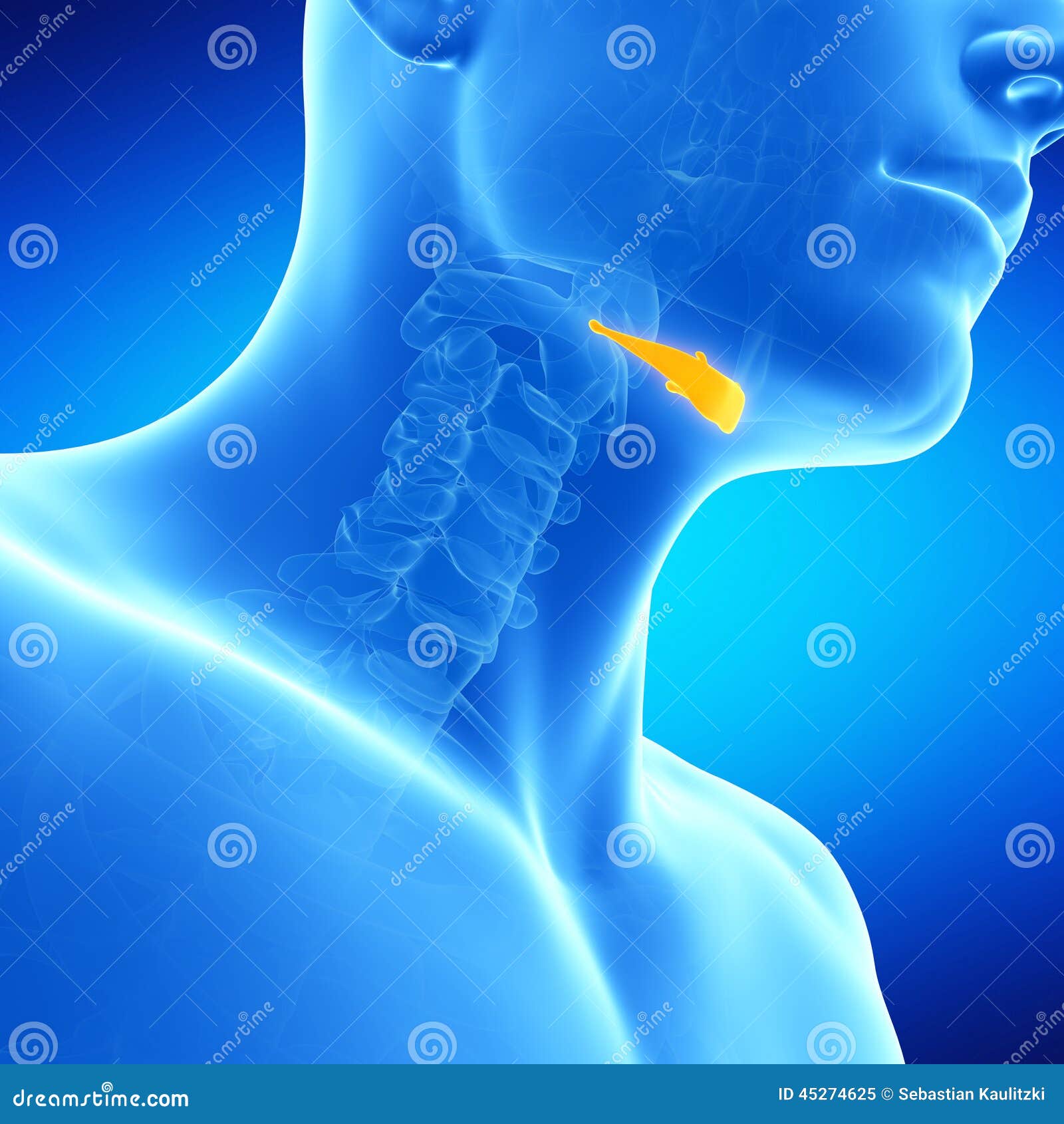 L'os hyoïde illustration stock. Illustration du illustration - 45274625