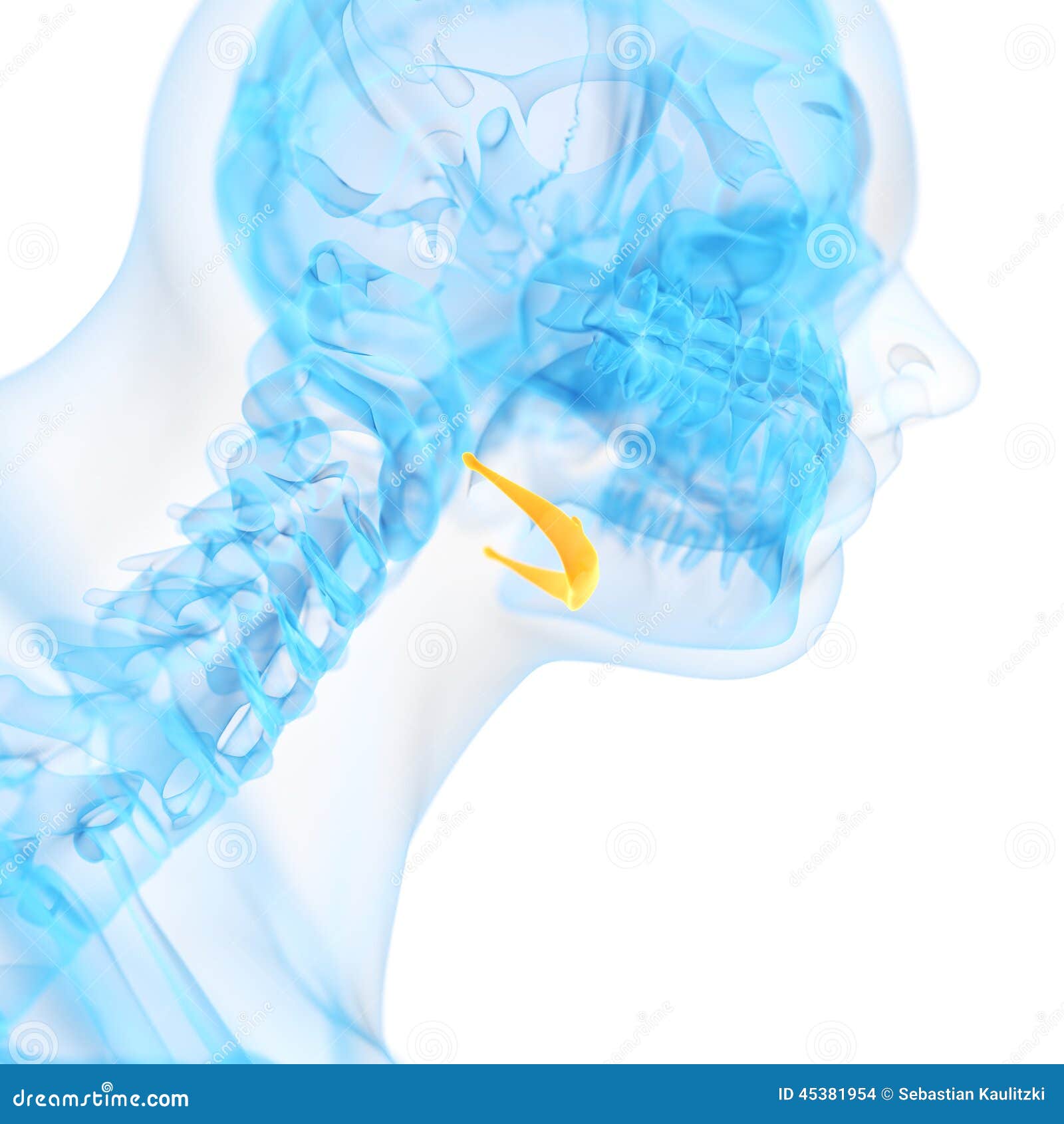L'os hyoïde illustration stock. Illustration du science - 45381954