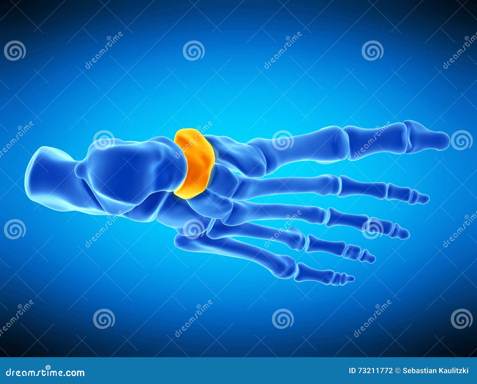 L'os naviculaire illustration stock. Illustration du science - 73211772