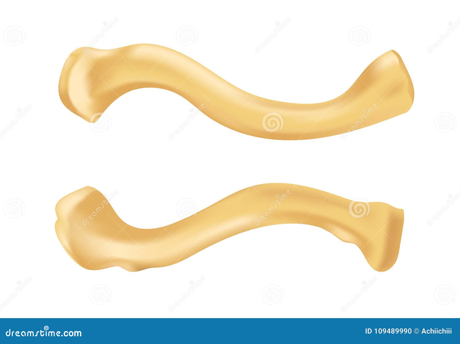 L'osso della clavicola illustrazione vettoriale. Illustrazione di osso ...