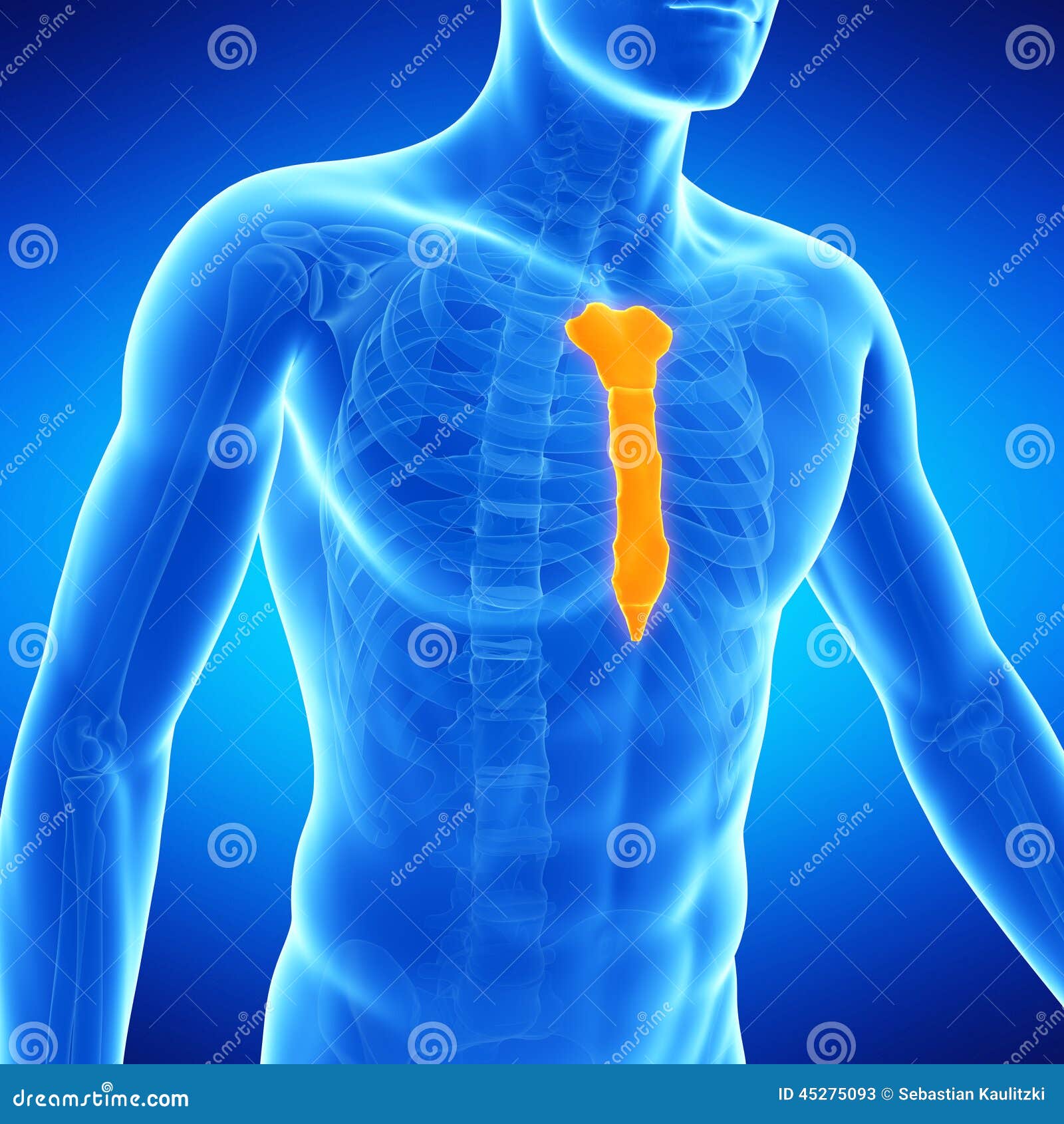 L'osso di seno illustrazione di stock. Illustrazione di corpo - 45275093