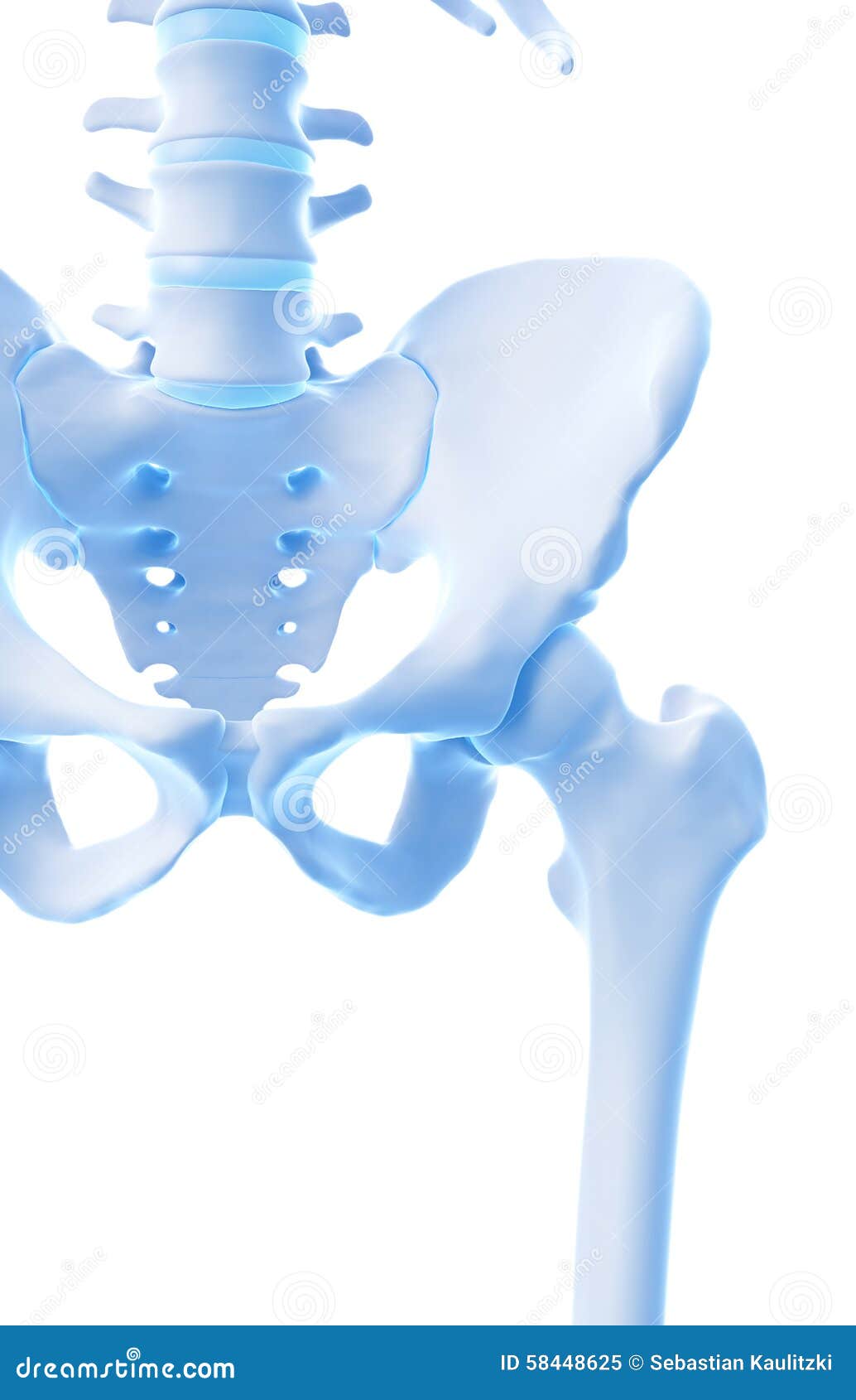 L'osso iliaco illustrazione di stock. Illustrazione di bianco - 58448625