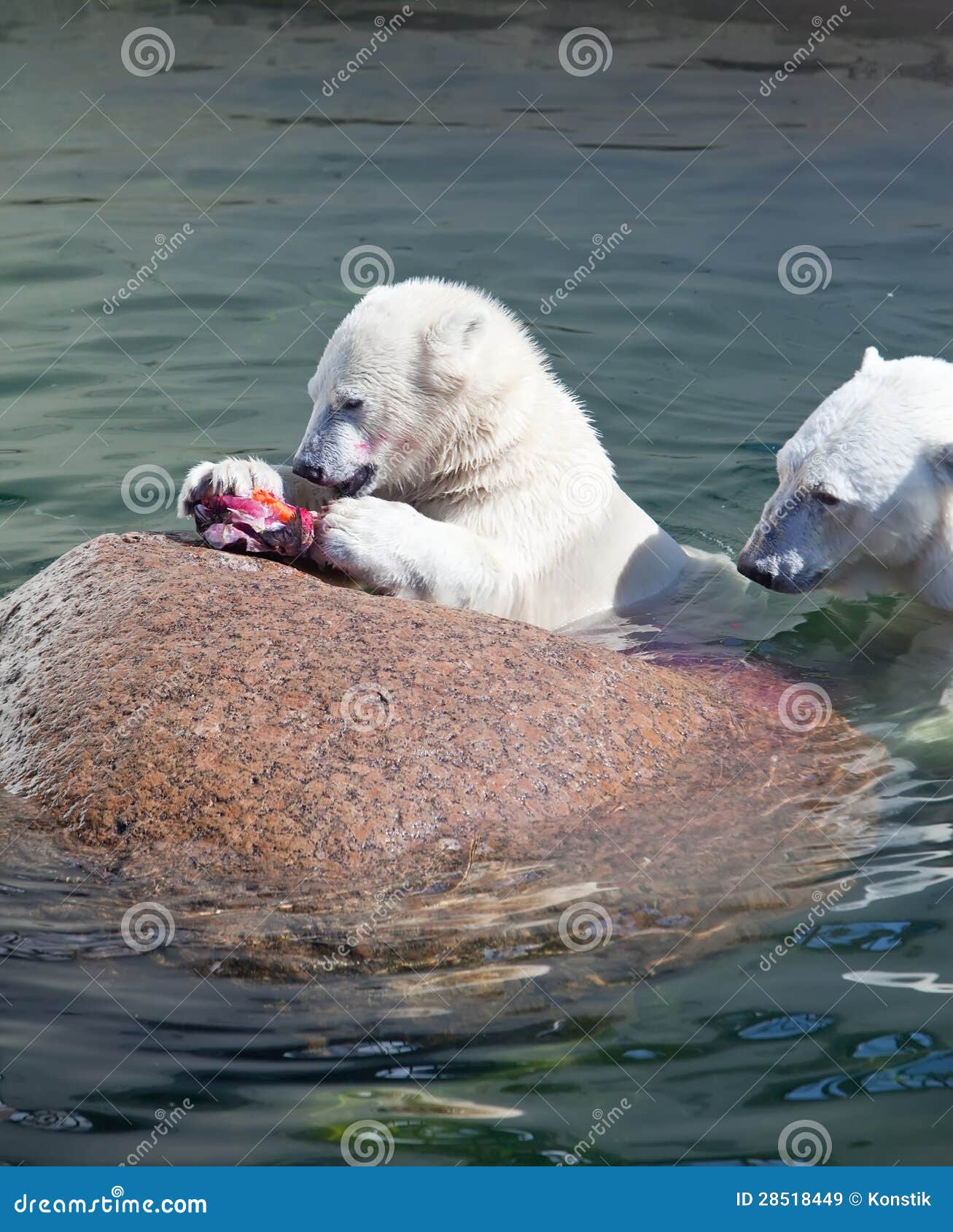 L'ours Blanc Mange De La Viande Image stock - Image du mammifère, ours ...