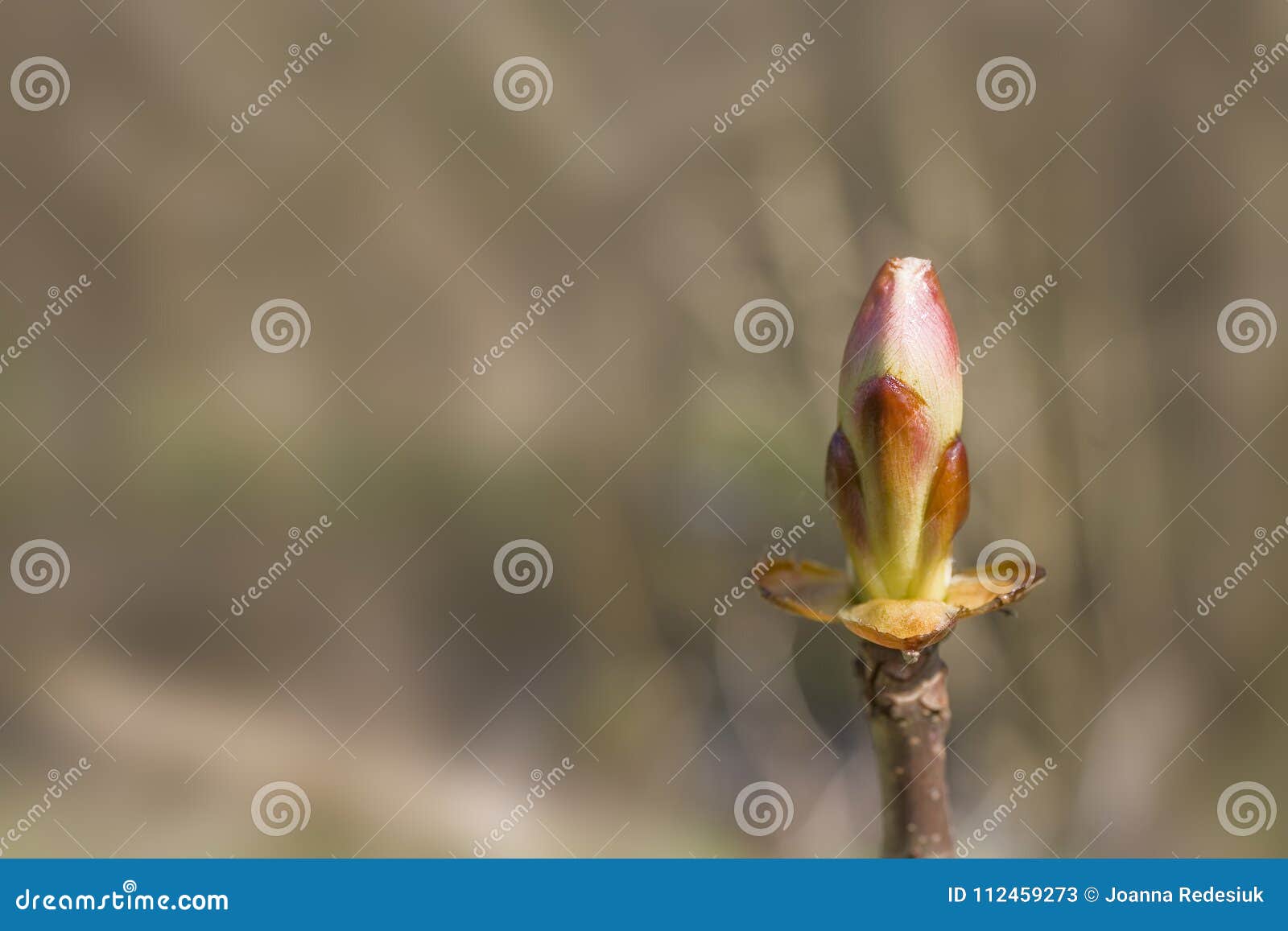 A L Small Delicate First Spring Bud on a Tree Branch Stock Image ...