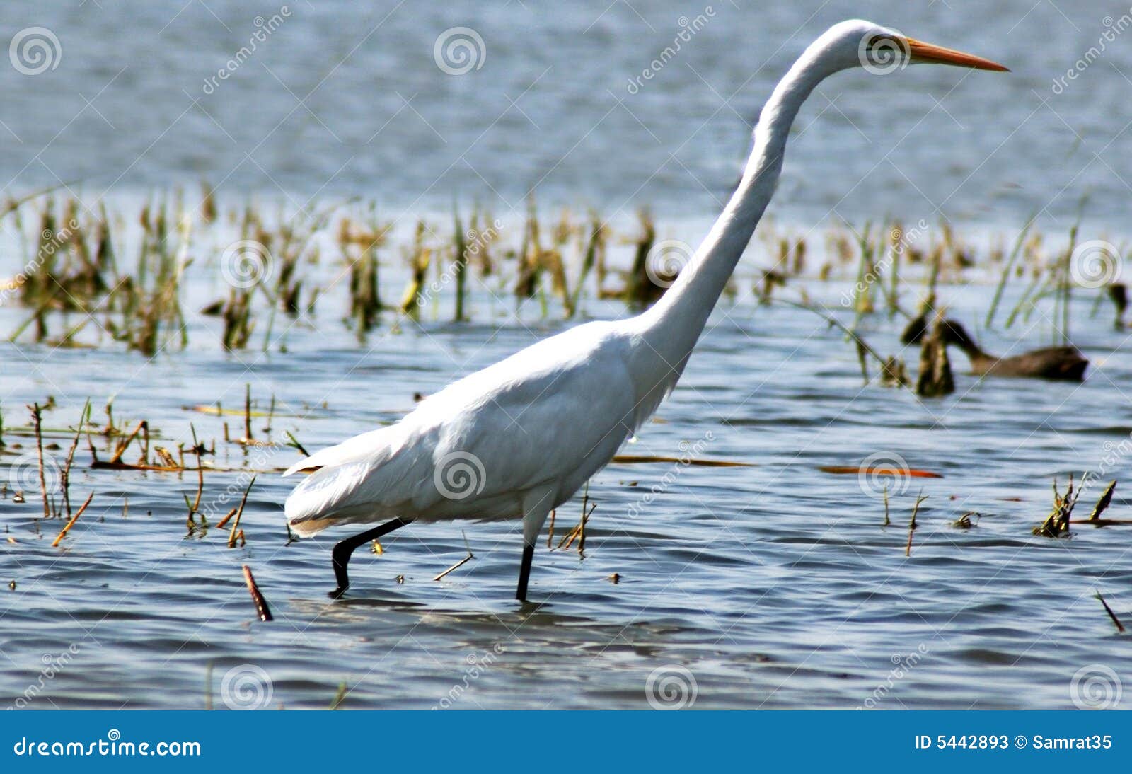L'uccello bianco. immagine stock. Immagine di nave, portello - 5442893