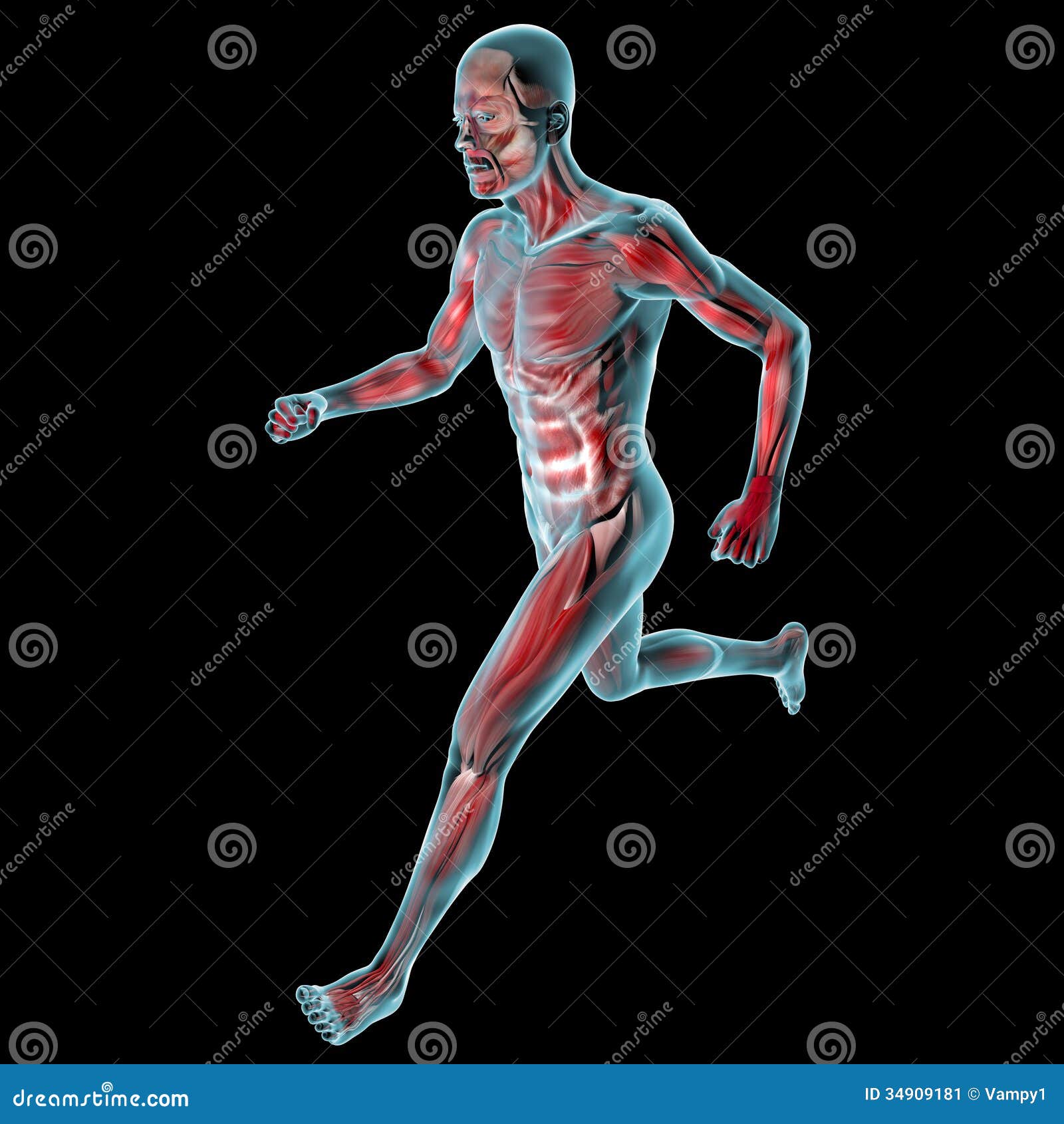 L'uomo Corrente Muscles L'anatomia Illustrazione di Stock ...