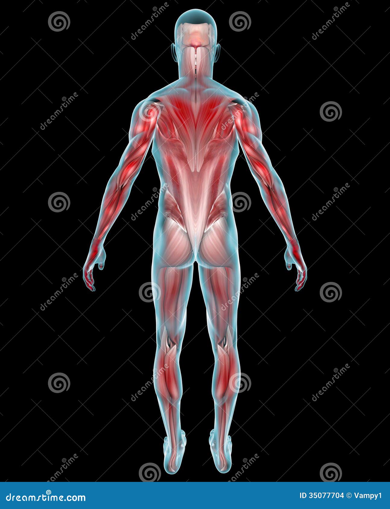 L'uomo muscles l'anatomia illustrazione di stock. Illustrazione di ...
