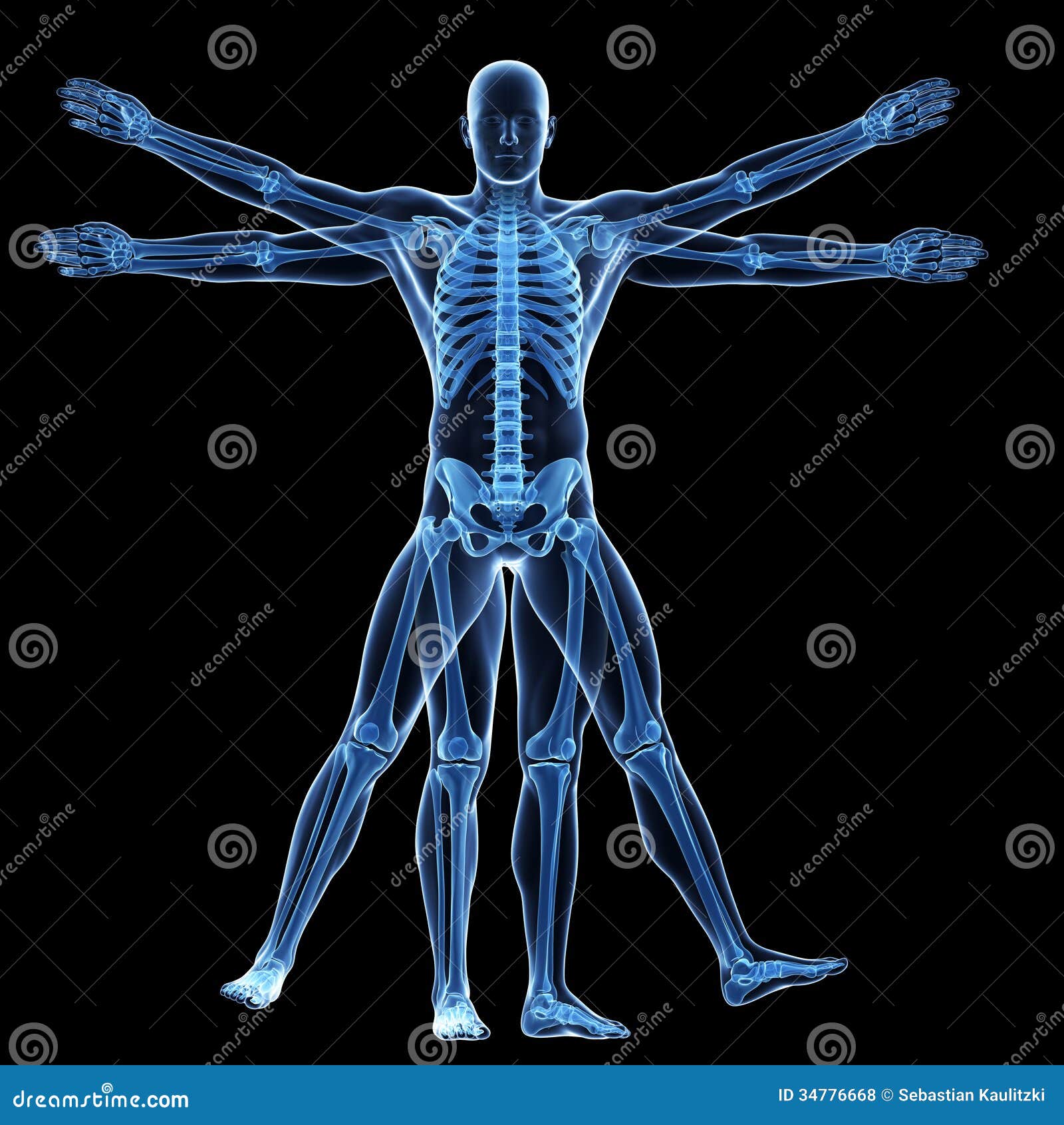 L'uomo Vitruvian - Scheletro Illustrazione di Stock - Illustrazione di ...