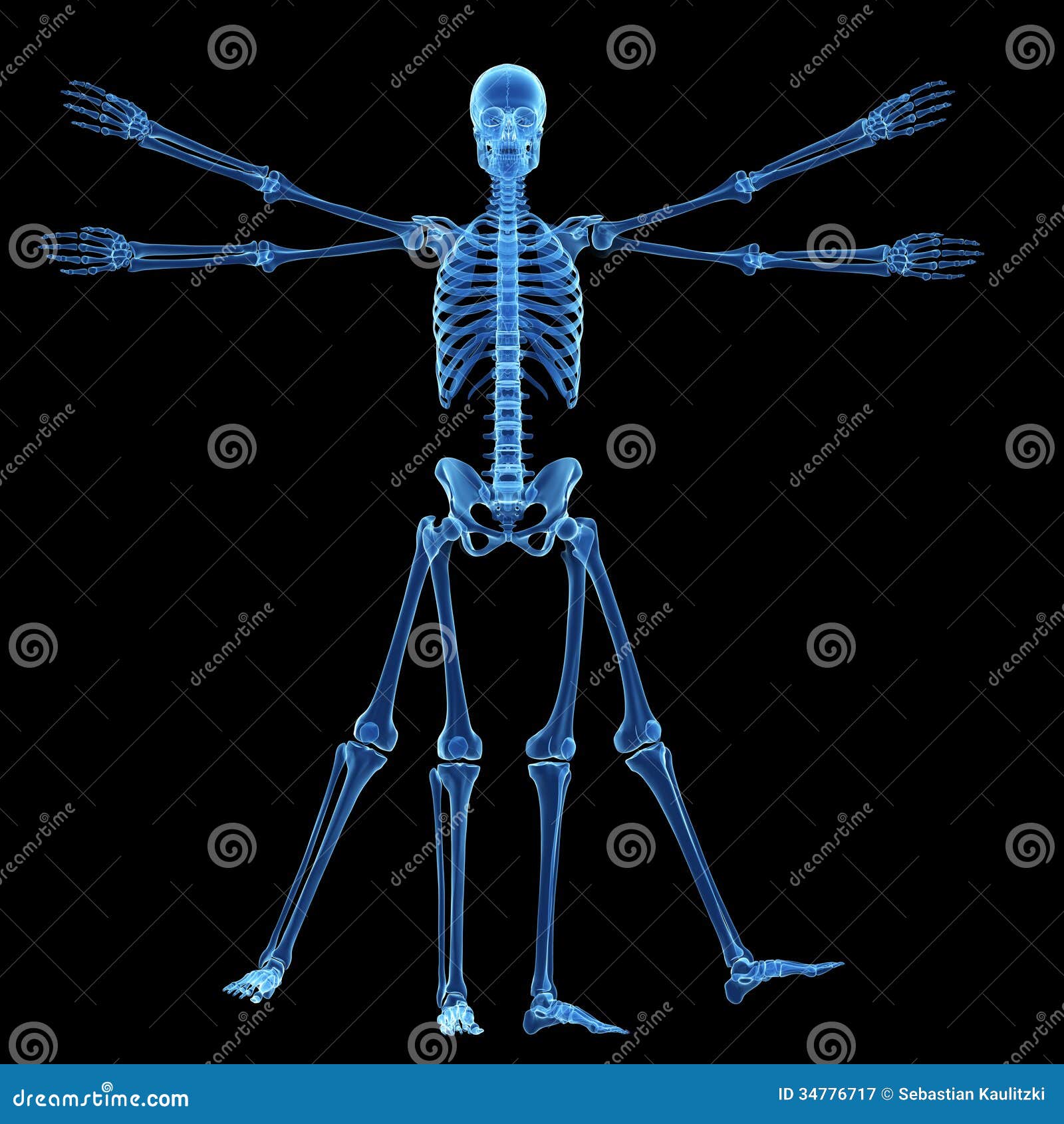 L'uomo Vitruvian - Scheletro Illustrazione di Stock - Illustrazione di ...