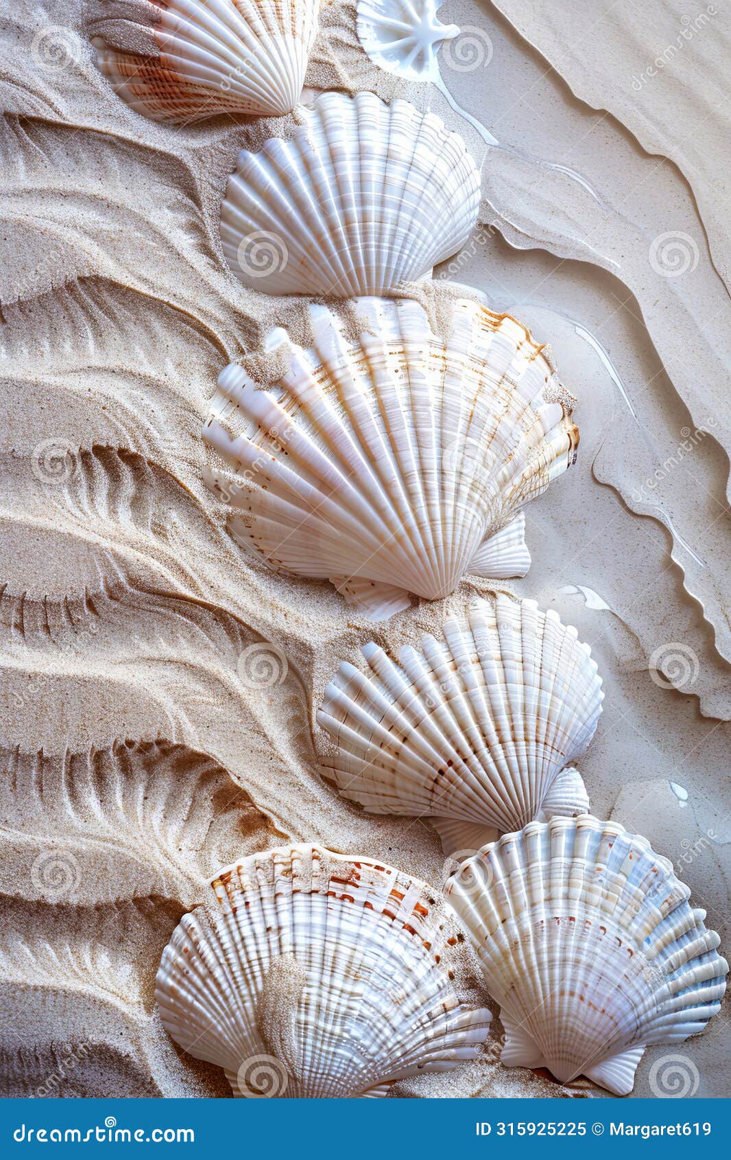 Beautiful White Seashells on the Beach Stock Illustration ...
