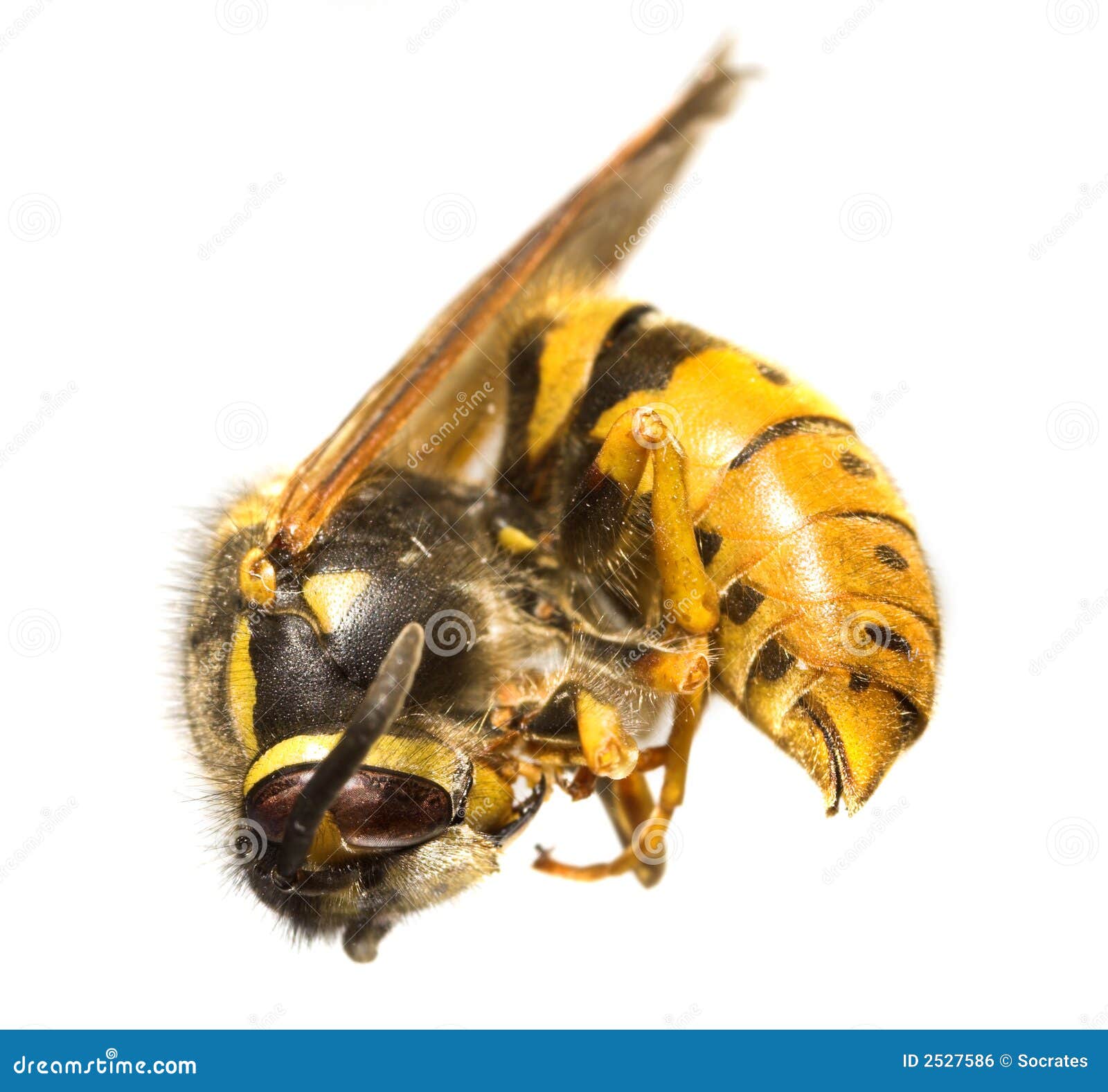 La abeja foto de archivo. Imagen de macro, fabricante - 2527586