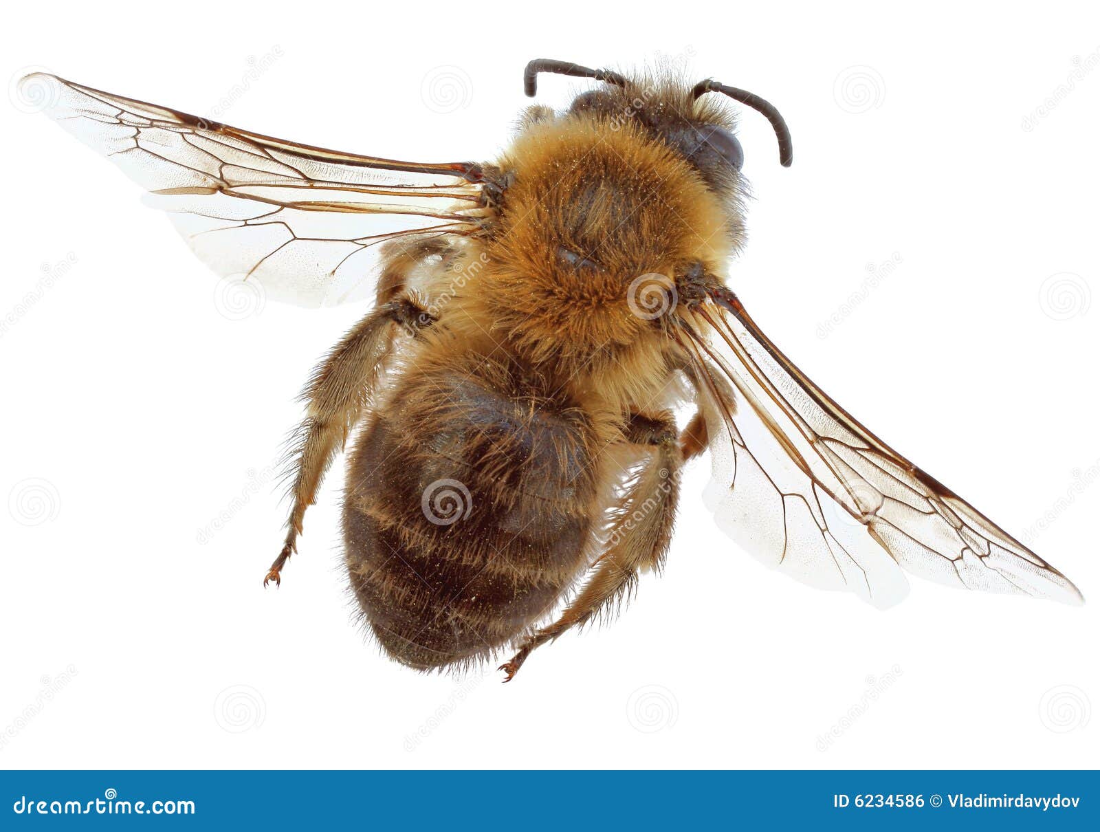 La abeja foto de archivo. Imagen de blanco, trabajador - 6234586