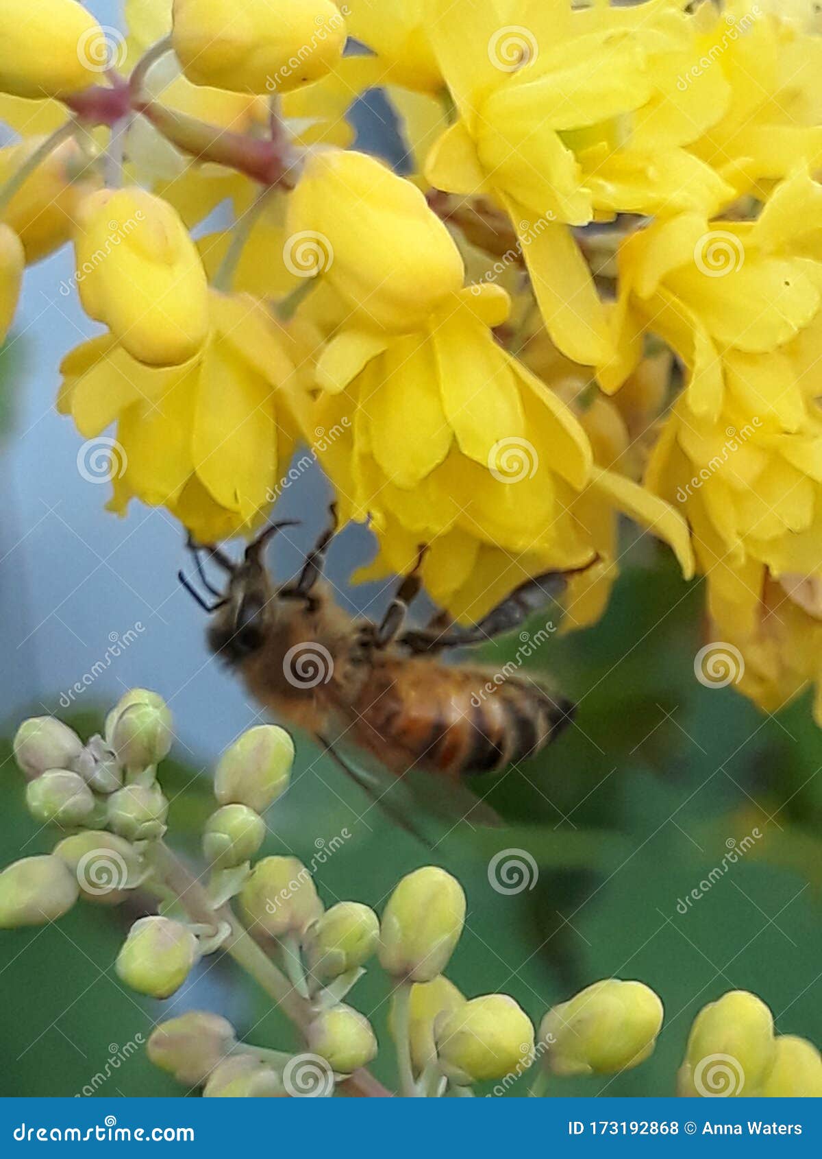 La Abeja Polinizando Una Flor Foto de archivo - Imagen de animal, polen ...