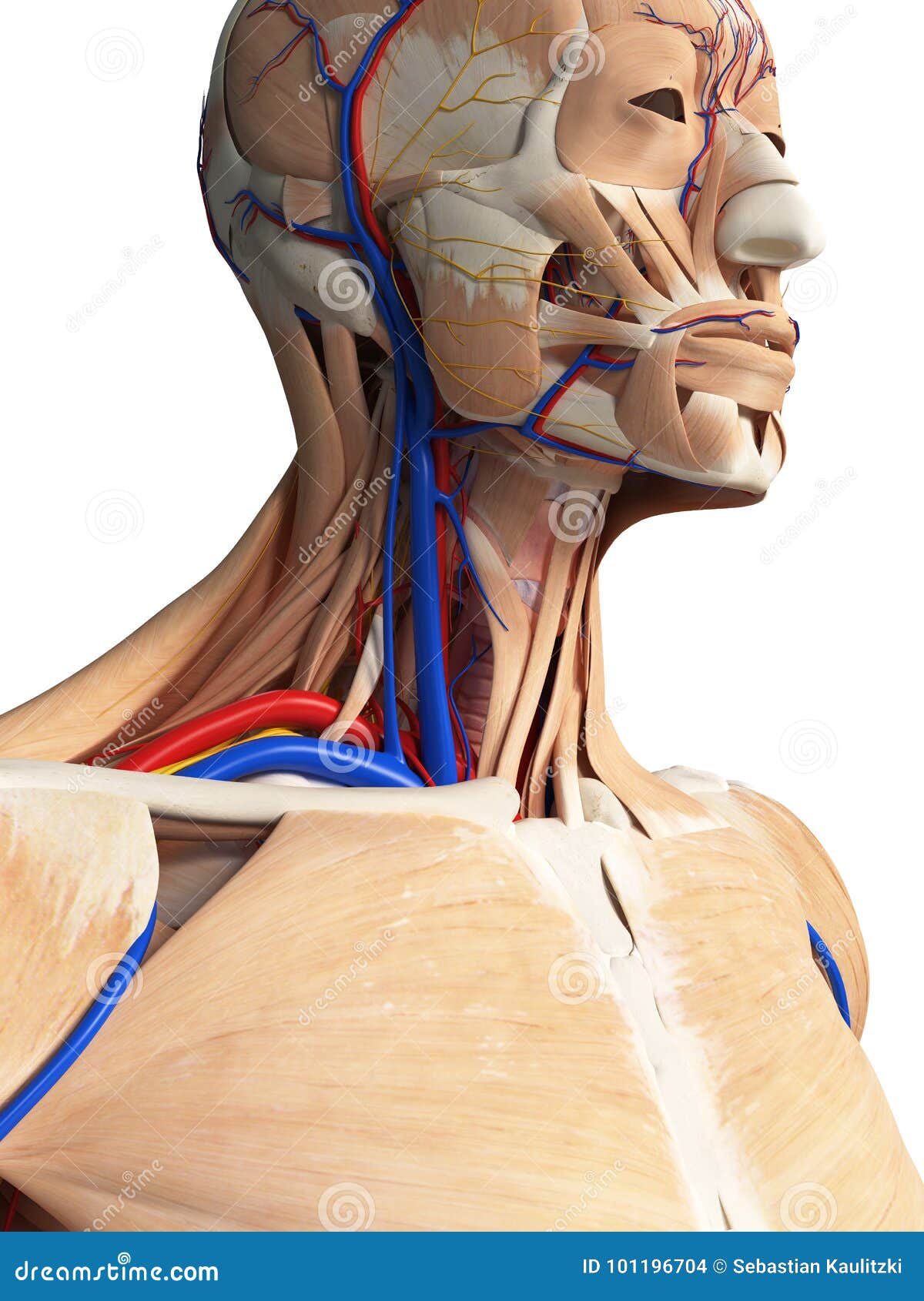 La Anatomía De La Cabeza Y Del Cuello Stock de ilustración ...