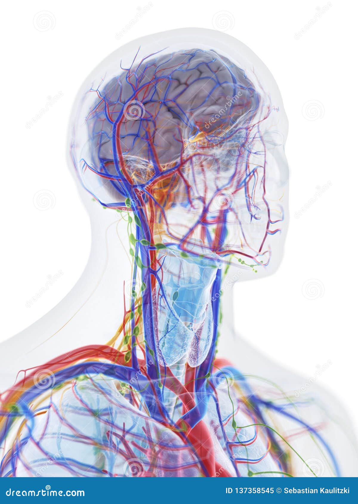 La Anatomía De La Cabeza Y Del Cuello Stock de ilustración ...