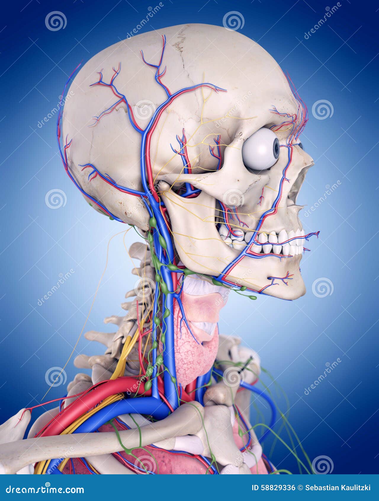 La anatomía de la garganta stock de ilustración. Ilustración de ...