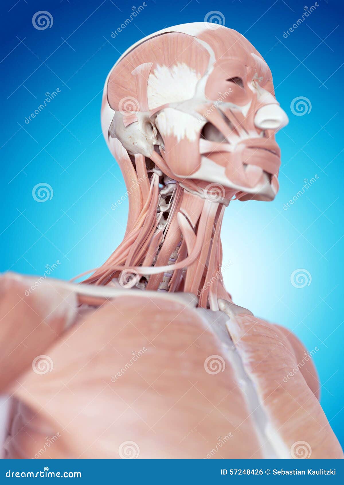 La anatomía del cuello stock de ilustración. Ilustración de ciencia ...