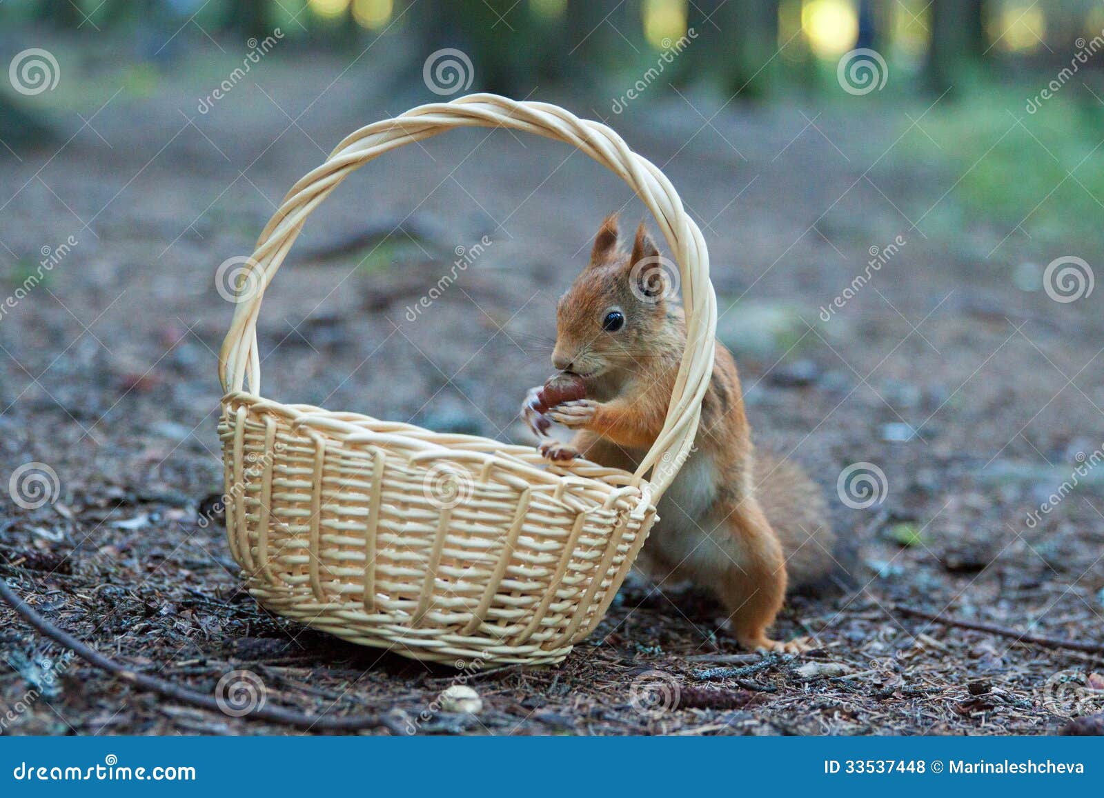 La Ardilla Está Comiendo Nueces Del Mimbre Foto de archivo - Imagen de ...