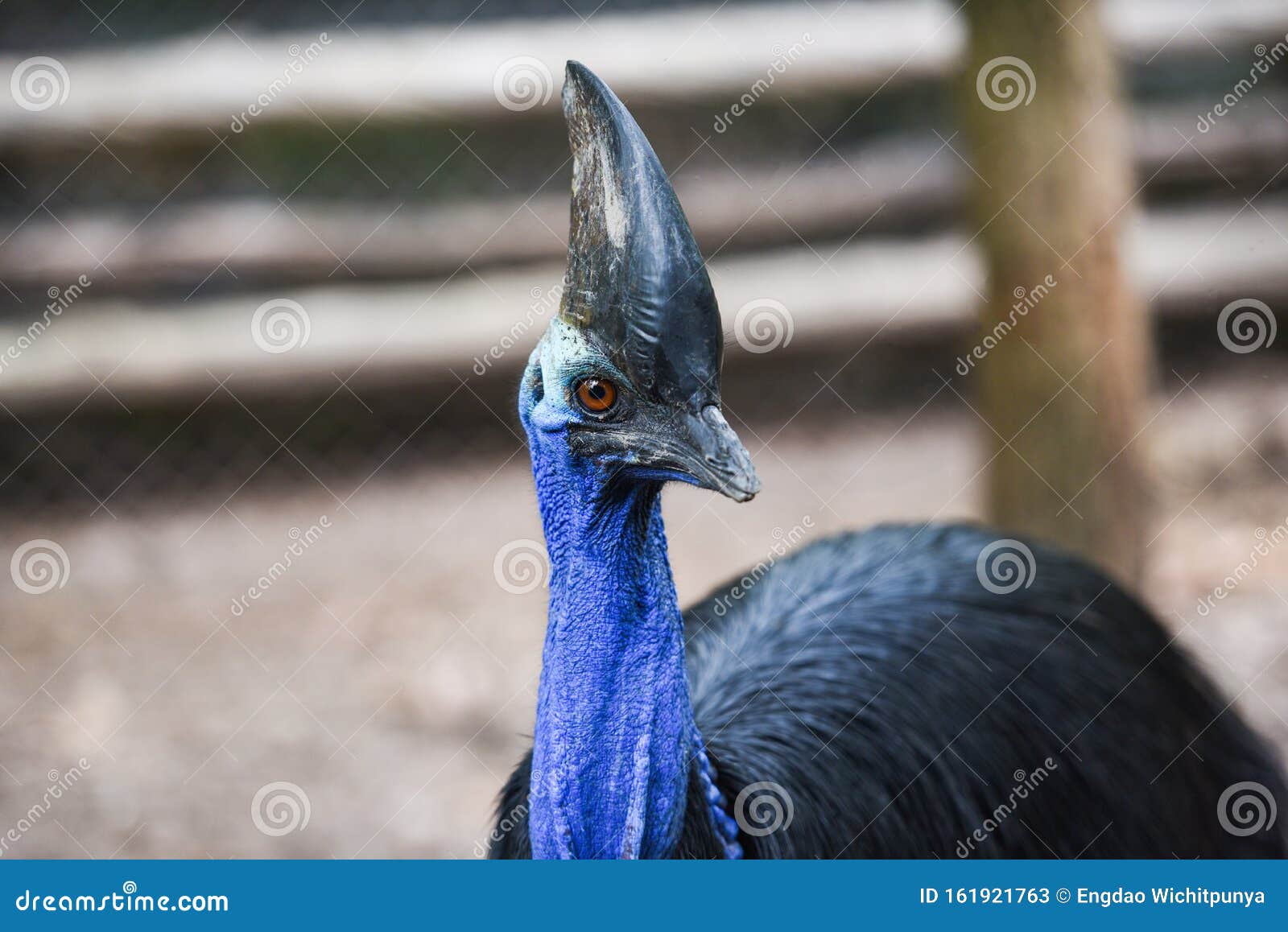 La Avaricia Sur Es Una Gran Ave - Avaricios Imagen de archivo - Imagen ...