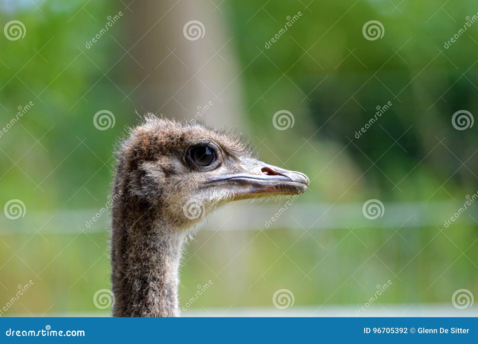 La Avestruz De La Avestruz Head Foto de archivo - Imagen de avestruz ...