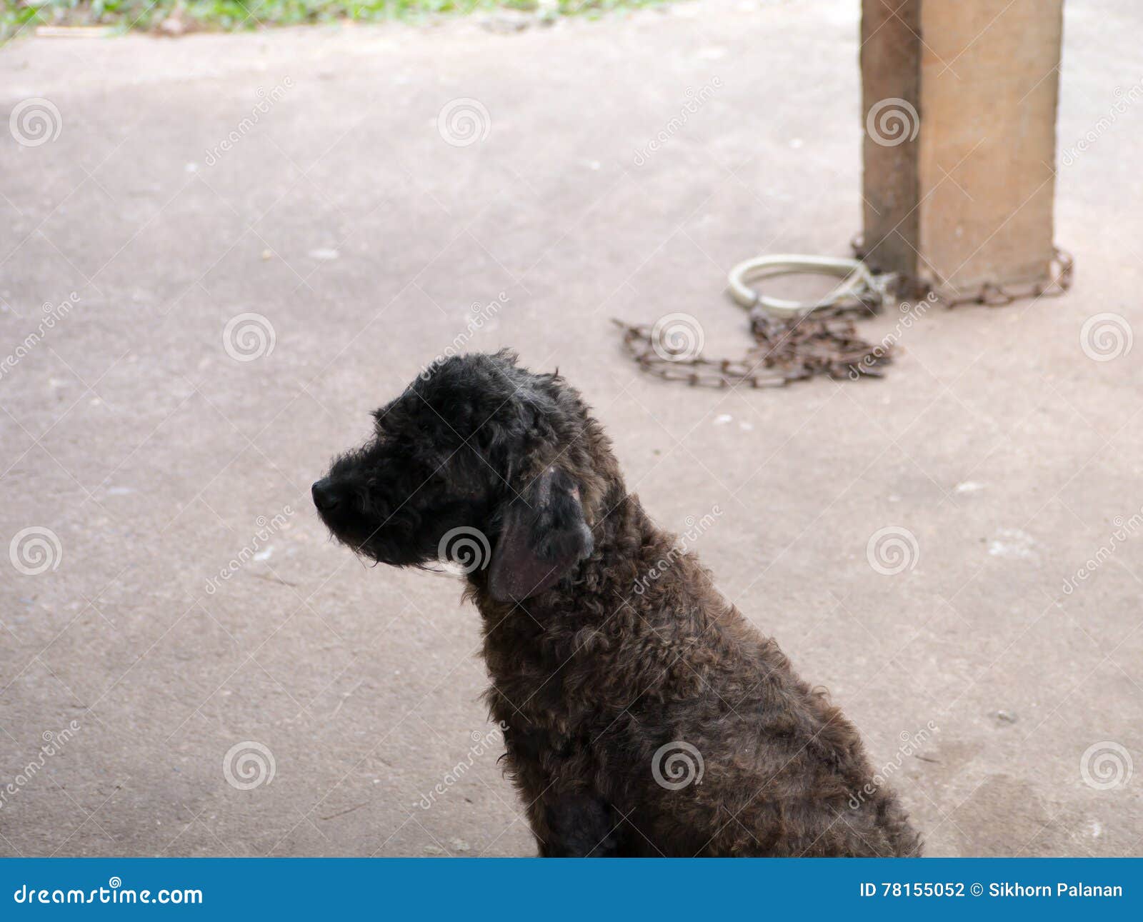 La Ayuda Saca El Perro Encadenado a La Libertad Foto de archivo ...