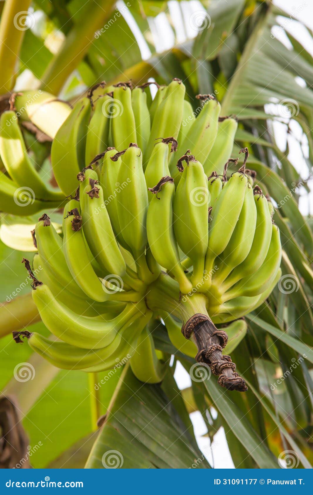 La Banane Verte Sur L'arbre Image stock - Image du nutritif, botanique ...
