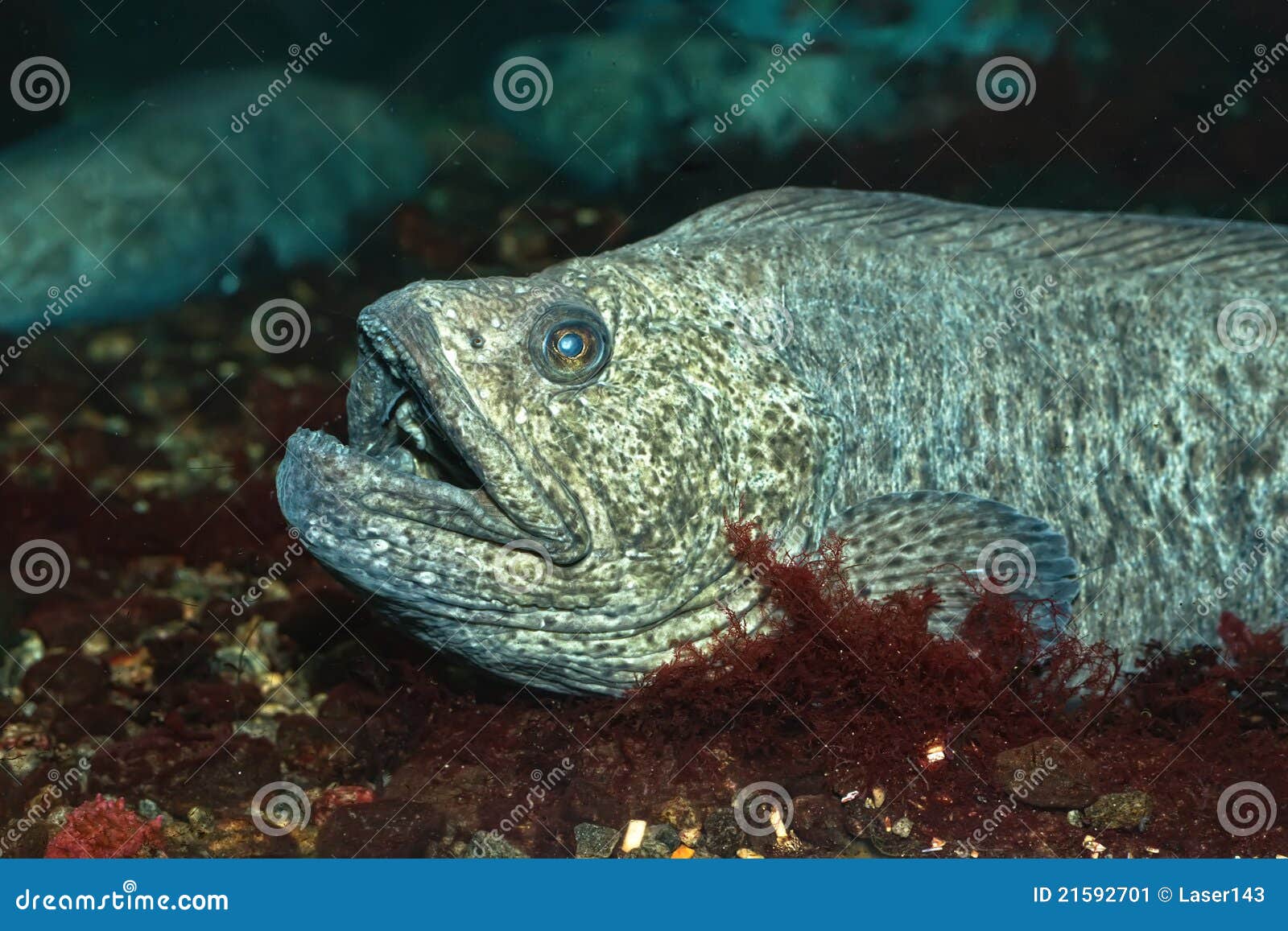 La bavosa lupa immagine stock. Immagine di pesci, biologia - 21592701