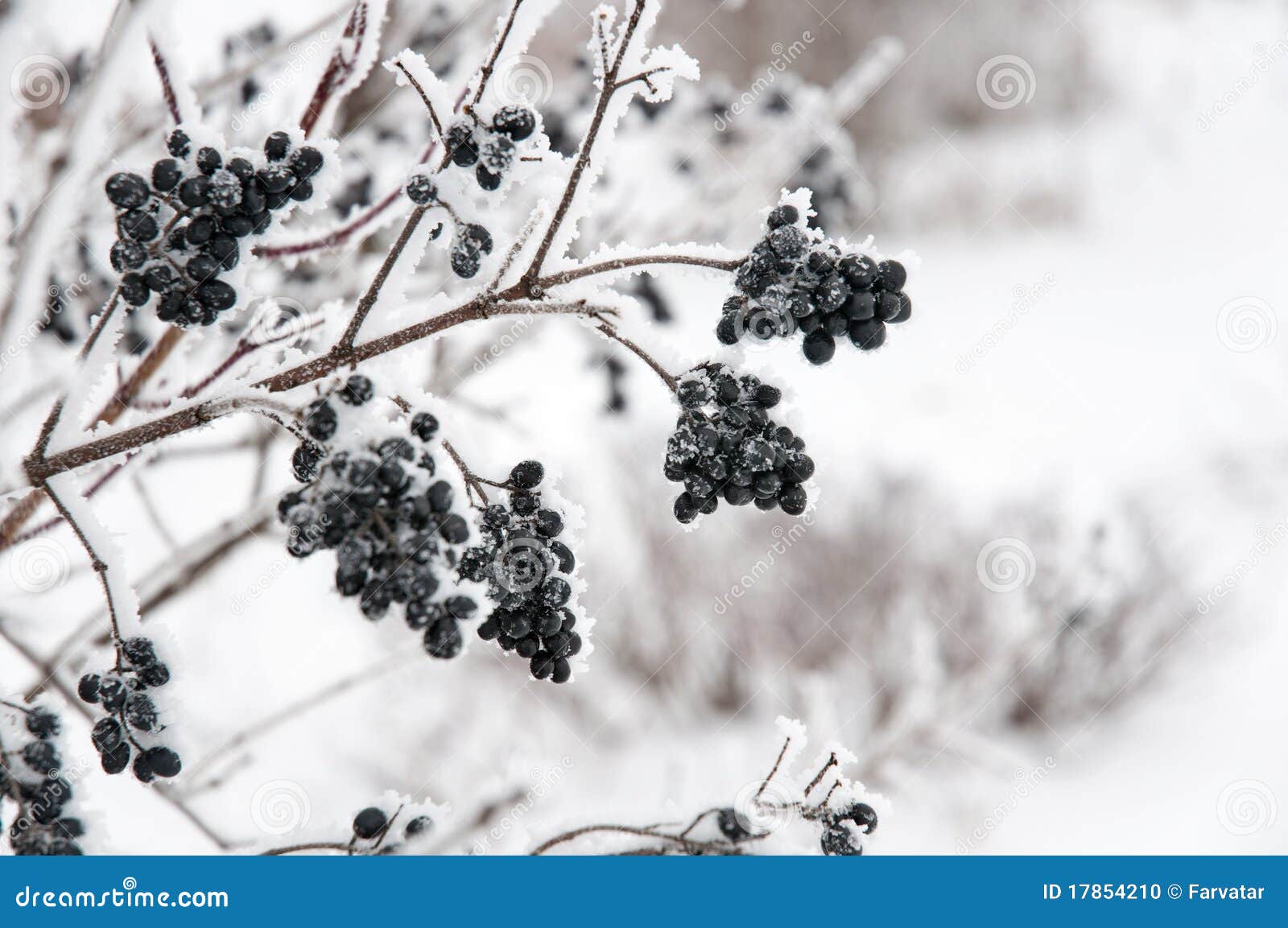 La baya del saúco en nieve foto de archivo. Imagen de baya - 17854210