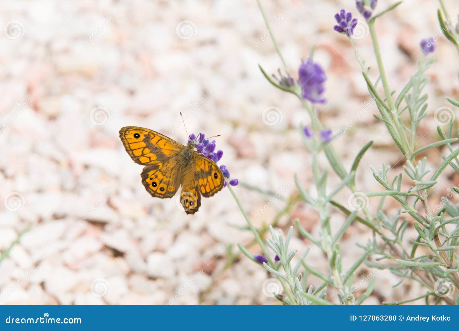 La Bella Farfalla Arancio Sopra La Lavanda Viola Fiorisce Fotografia ...