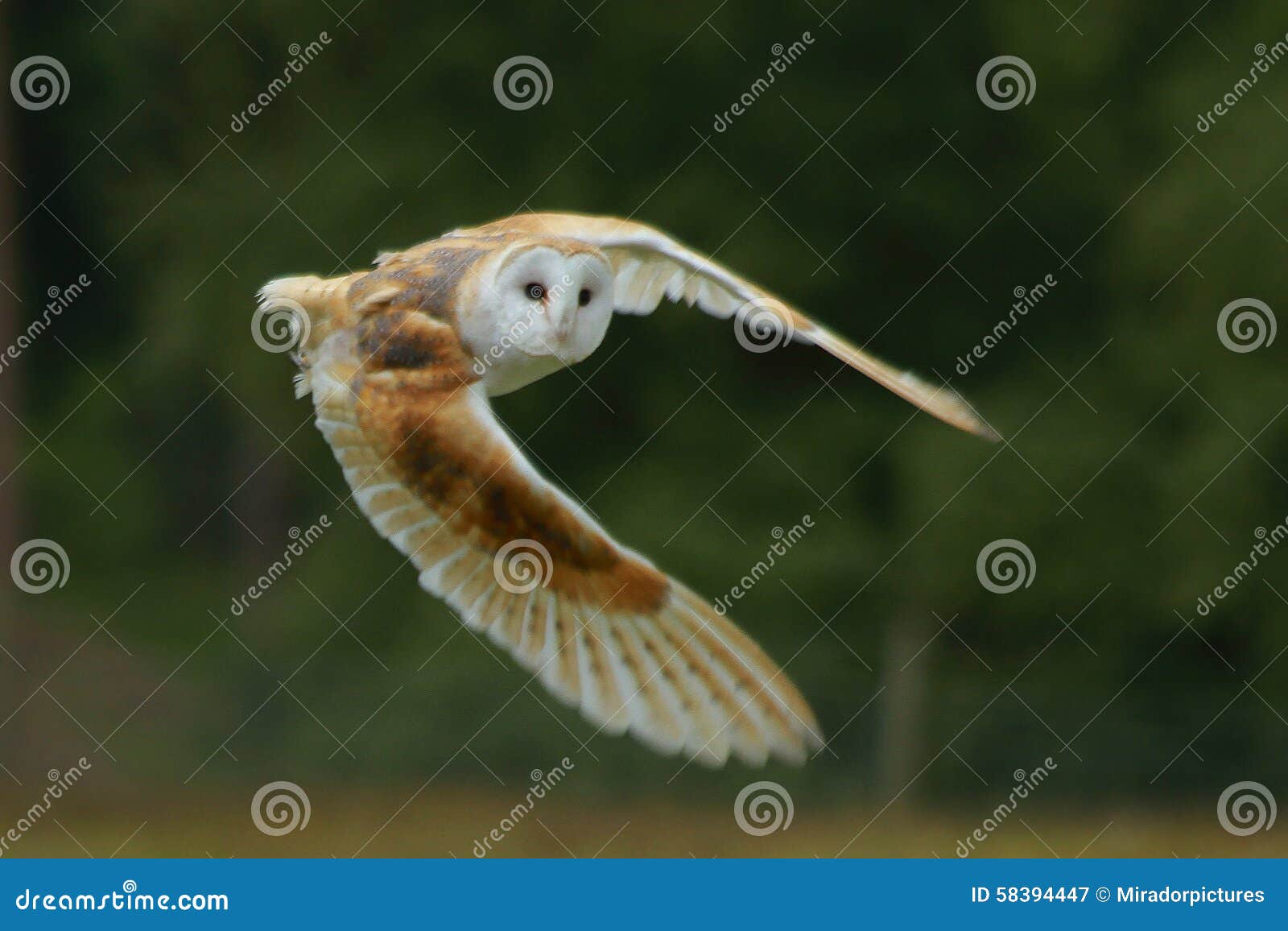 La Belleza De Búhos En Vuelo Imagen de archivo - Imagen de vuelo ...