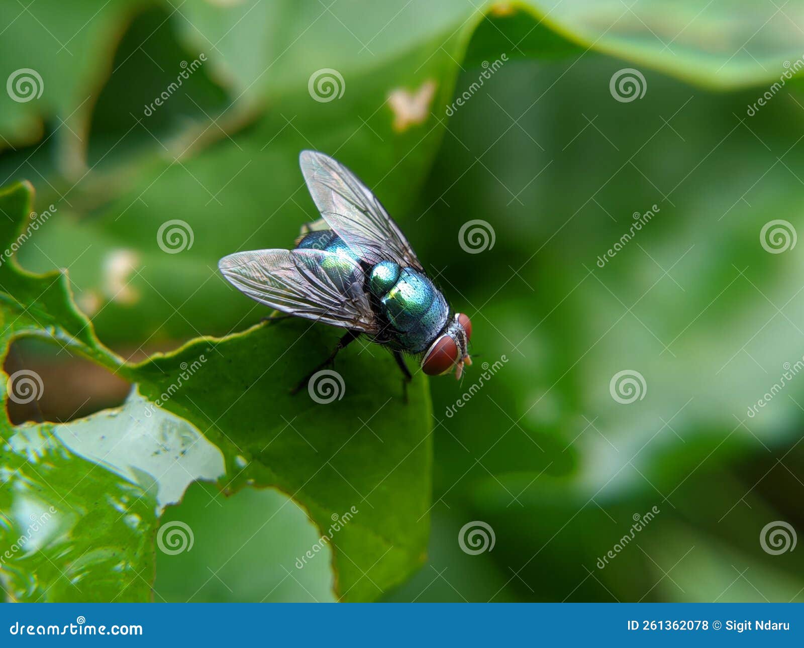 La Belleza De Una Mosca Colgada En Una Hoja Foto de archivo - Imagen de ...