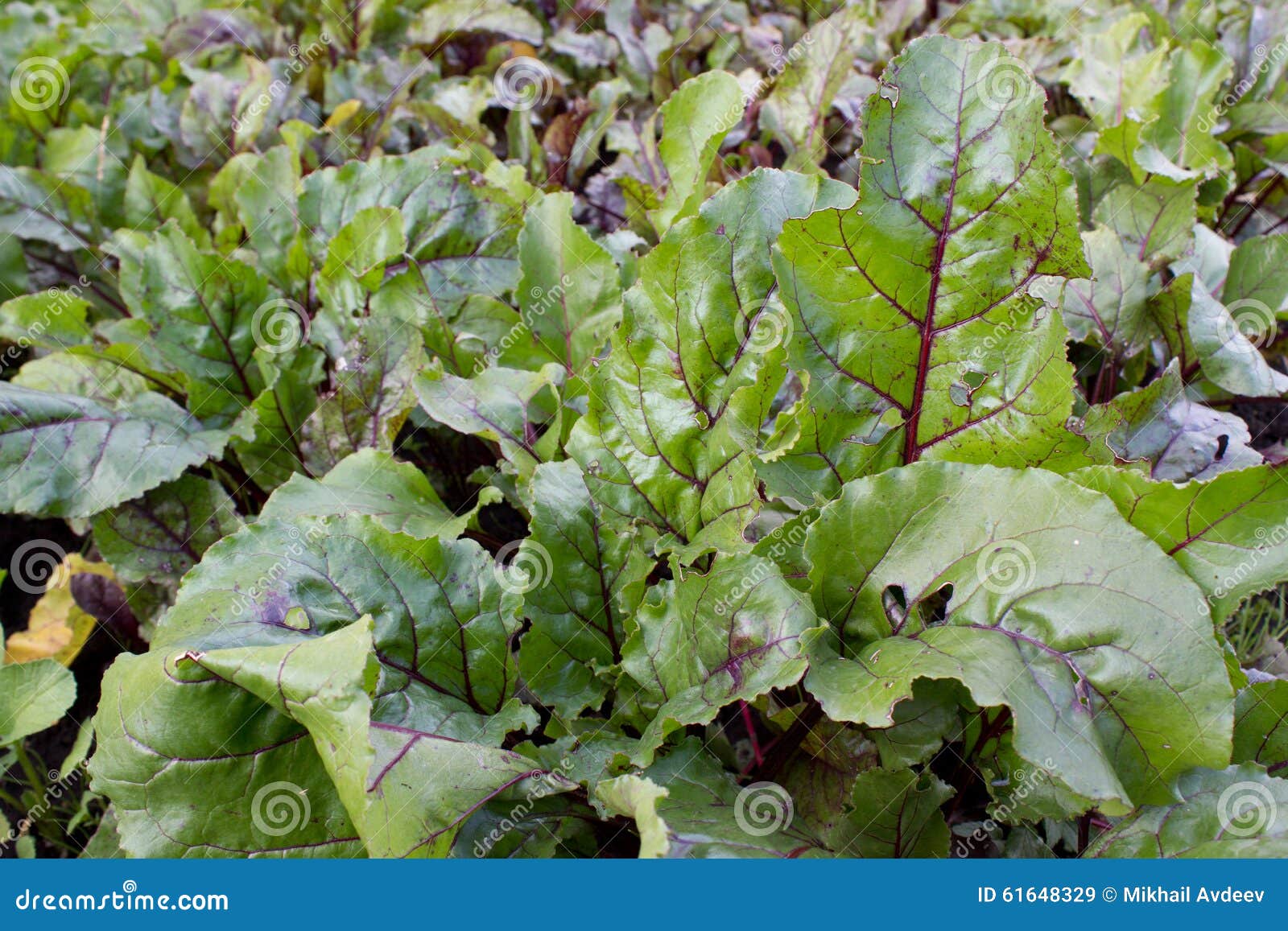 La Bietola Rossa Si Sviluppa Immagine Stock - Immagine di flora, pianta ...