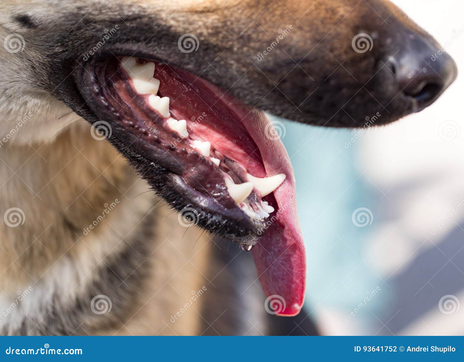 La Boca De Un Perro Con Los Dientes Y La Lengua Foto de archivo ...