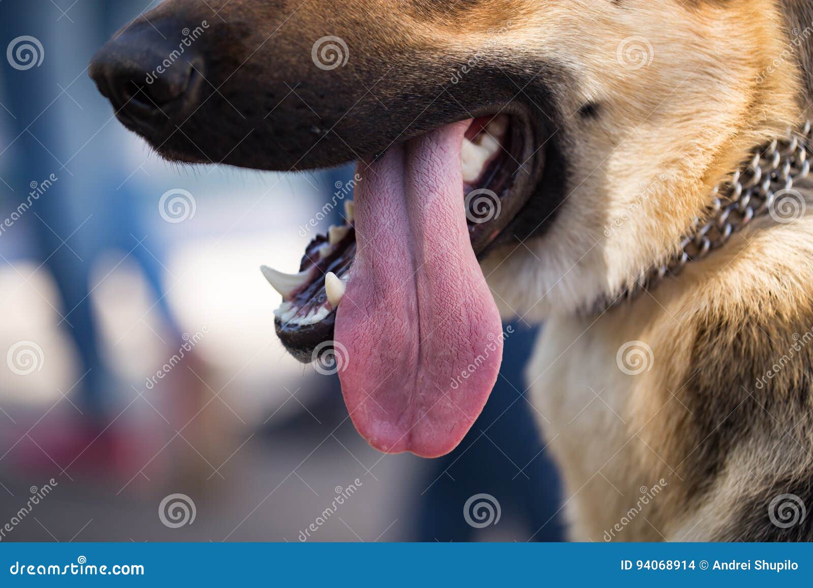 La Boca De Un Perro Con Los Dientes Y La Lengua Foto de archivo ...
