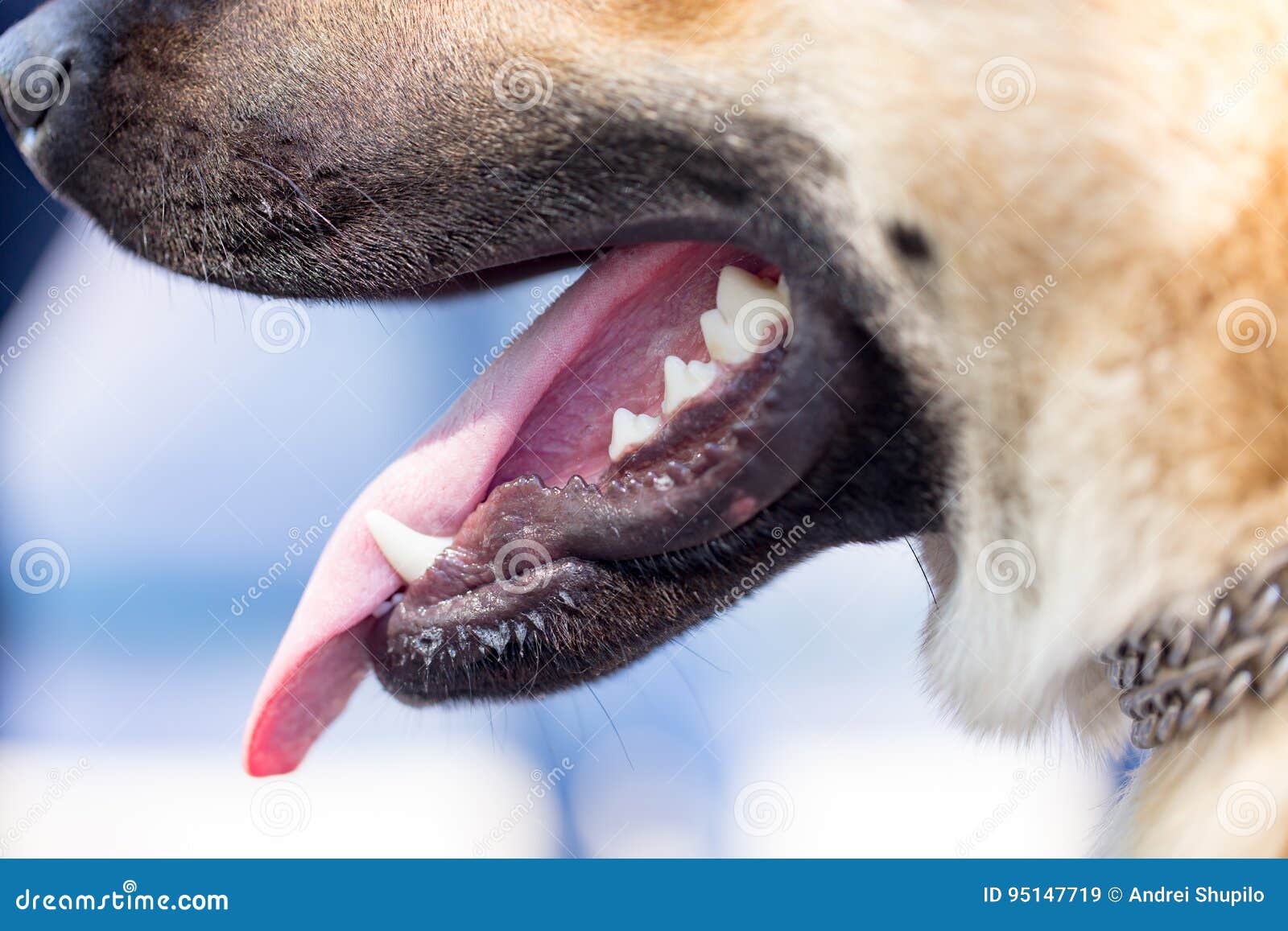 La Boca De Un Perro Con Los Dientes Y La Lengua Imagen de archivo ...