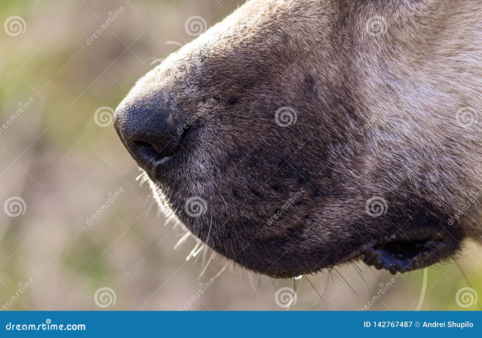 La Boca Del Perro Como Detalle Del Retrato Imagen de archivo - Imagen ...