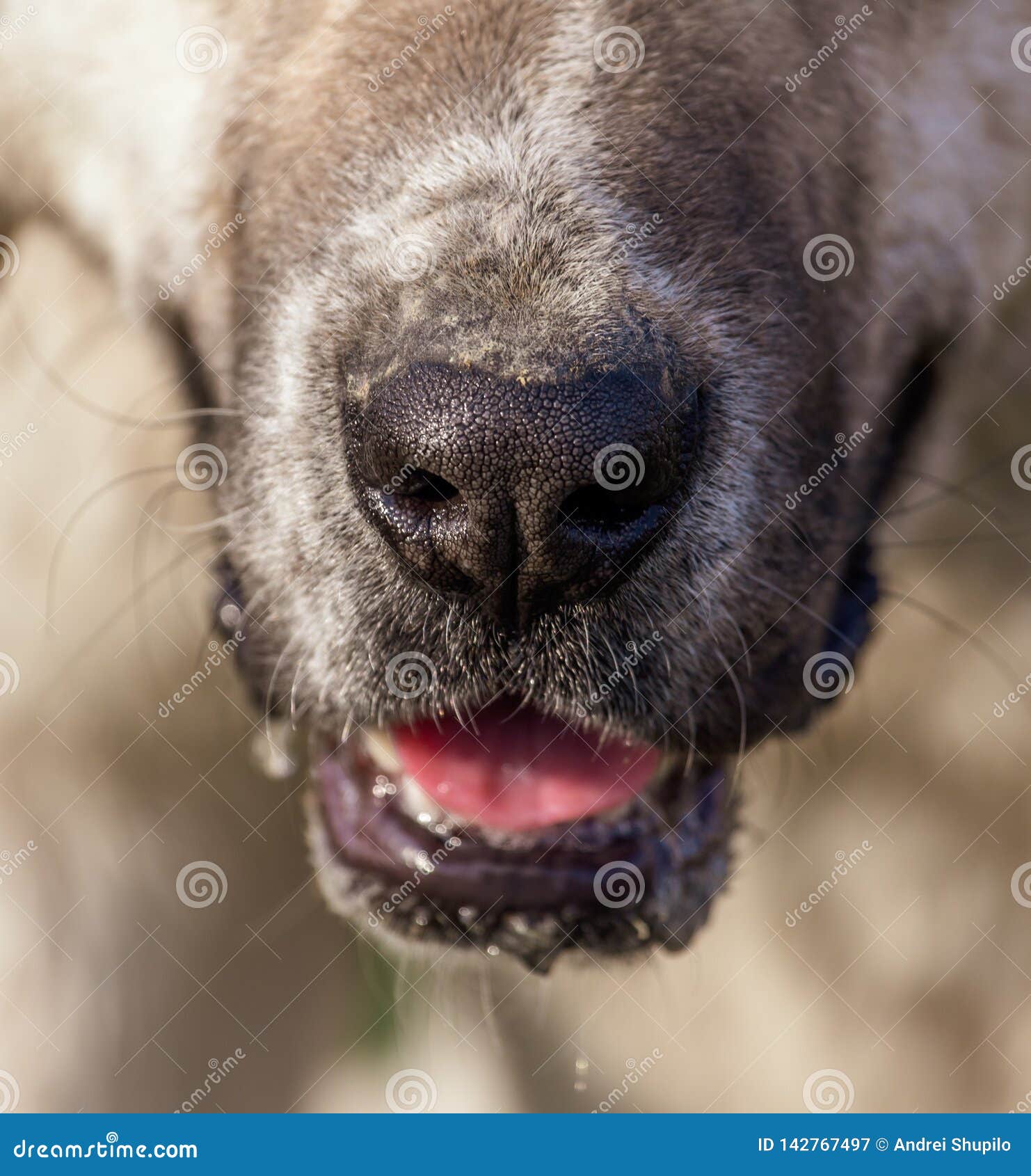 La Boca Del Perro Como Detalle Del Retrato Imagen de archivo - Imagen ...