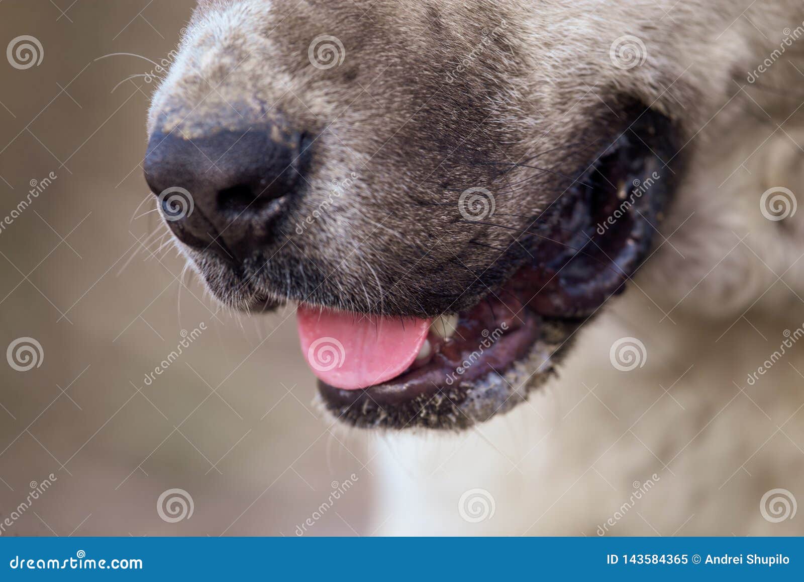 La Boca Del Perro Como Detalle Del Retrato Imagen de archivo - Imagen ...