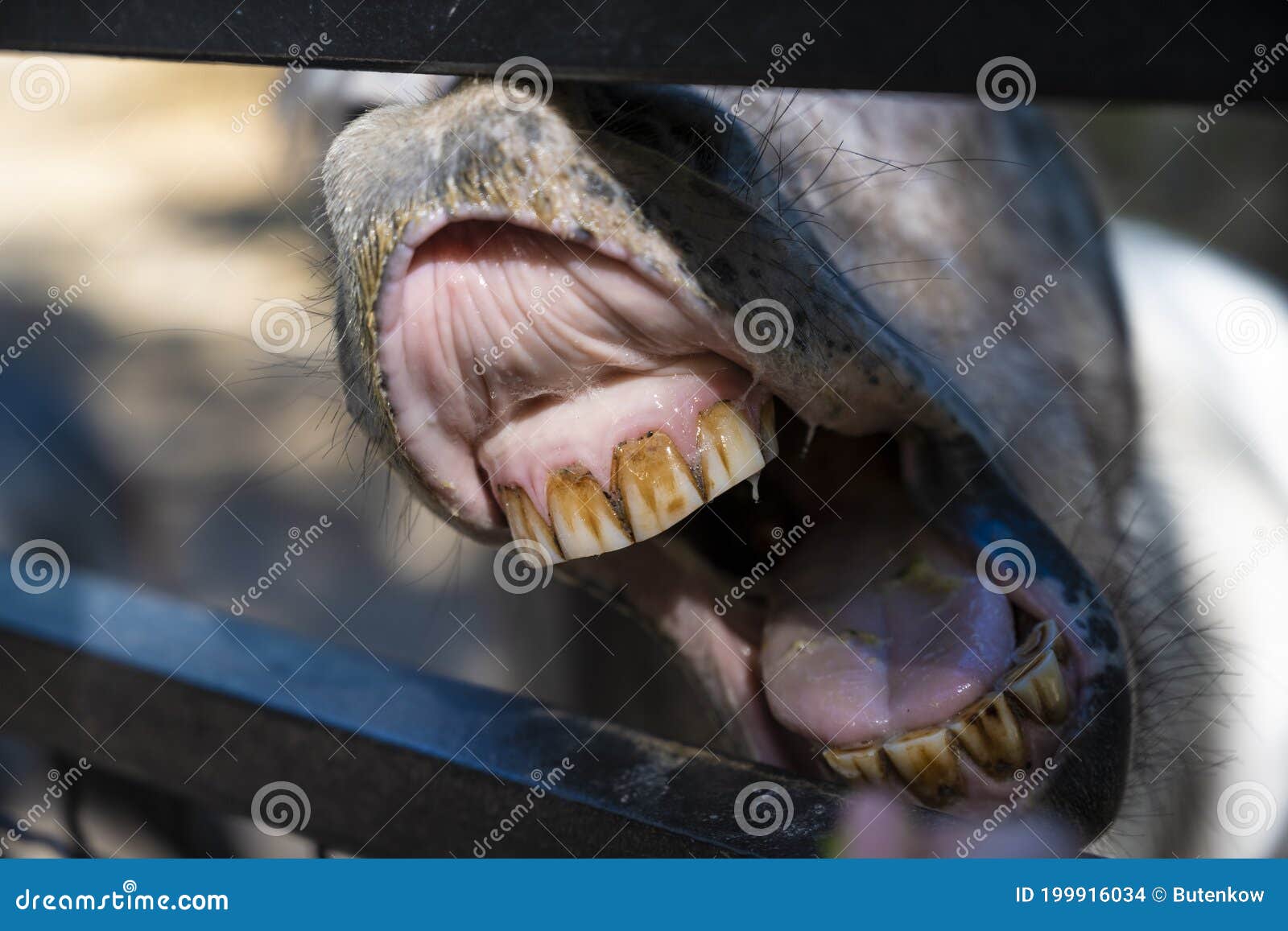 La Bouche Et Les Dents Du Cheval Ferment Photo stock - Image du bouche ...
