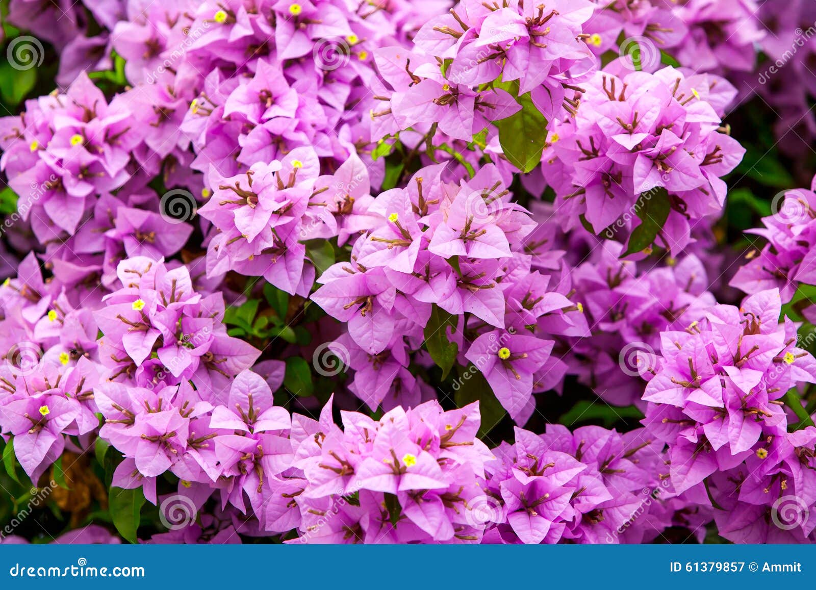 La Buganvilla De Color De Malva Florece El Marco Imagen de archivo ...