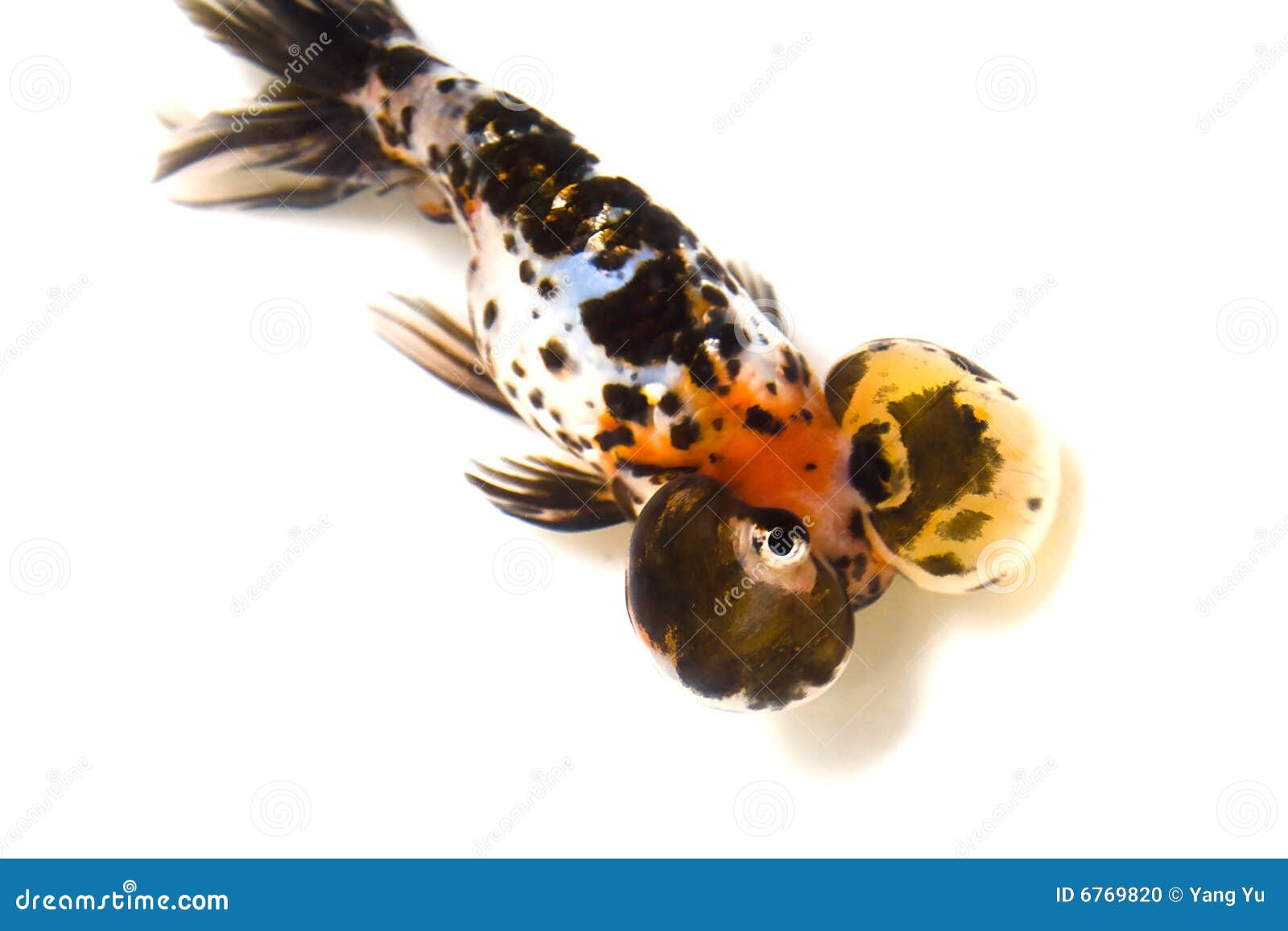 La Burbuja Eyes El Goldfish Foto de archivo - Imagen de rechoncho ...