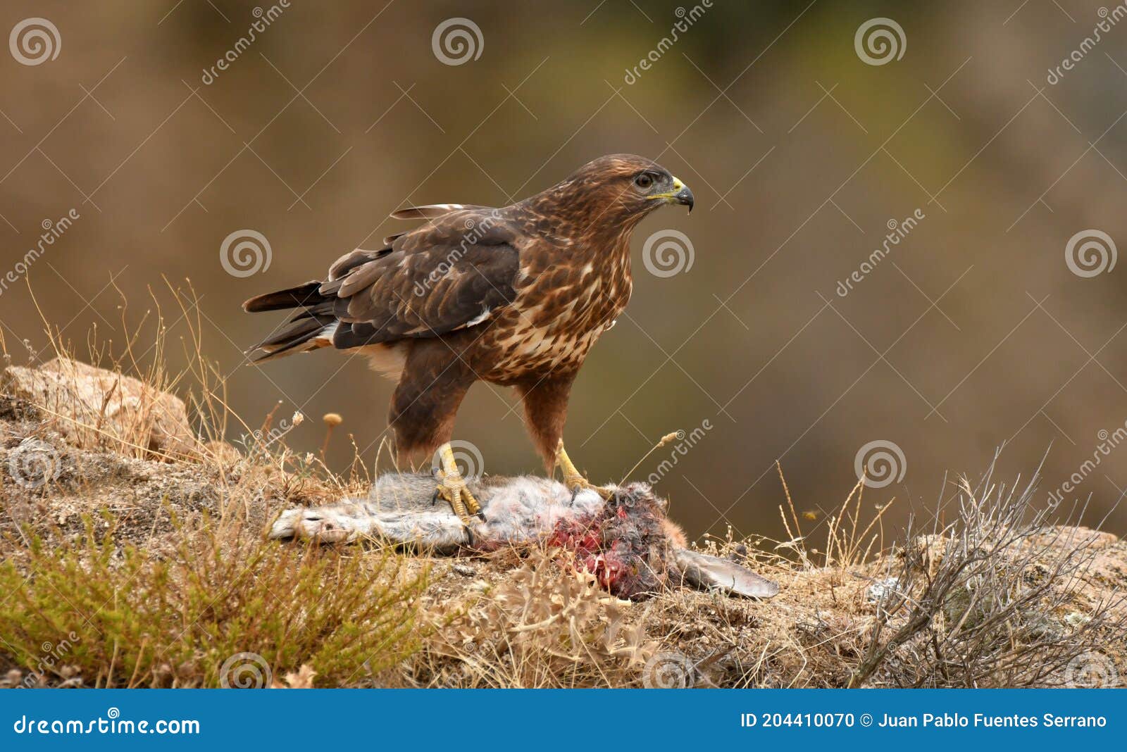 La Buse Pose Avec Une Proie Photo stock - Image du constructions ...