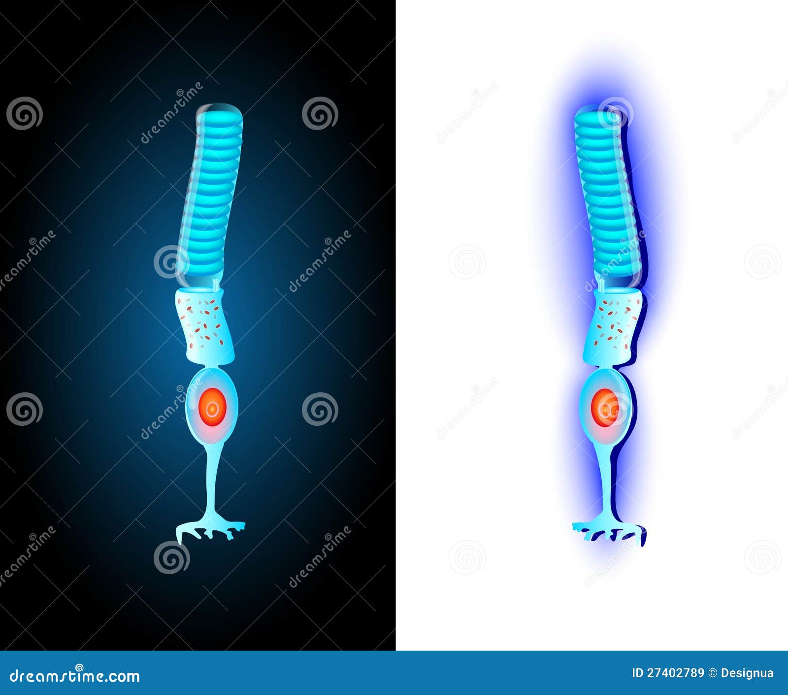 La Célula De Rod. Fotorreceptor Modelo. Vector Ilustración del Vector ...