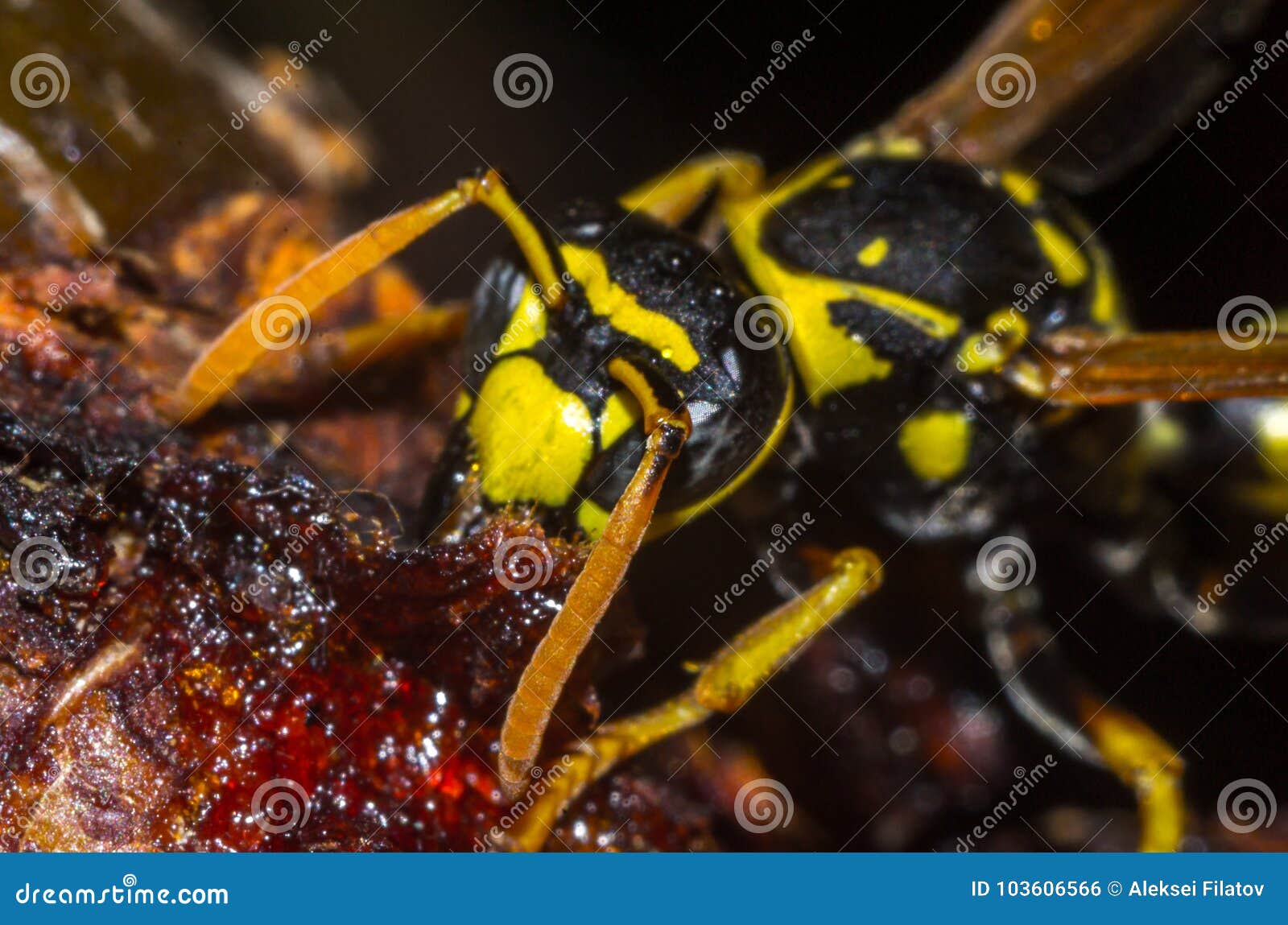 La Cabeza De La Avispa Del Insecto Foto de archivo - Imagen de animal ...